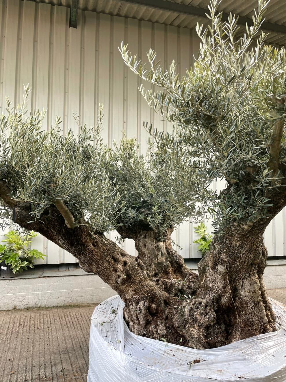Ancient Olive tree extra large - The Norfolk Olive Tree Company