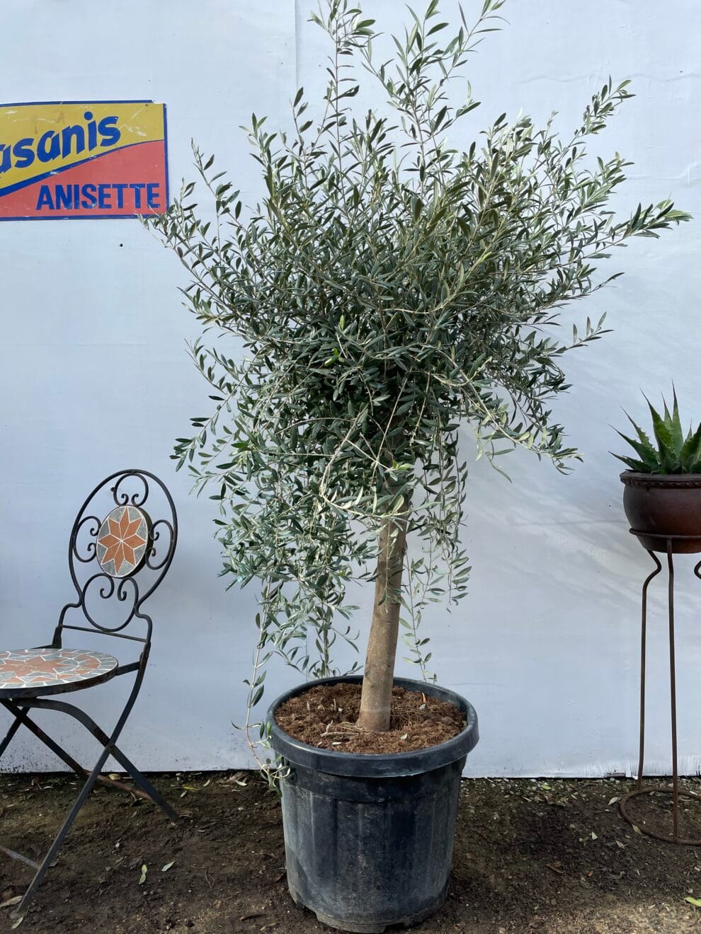 Olive Tree for small garden - The Norfolk Olive Tree Company
