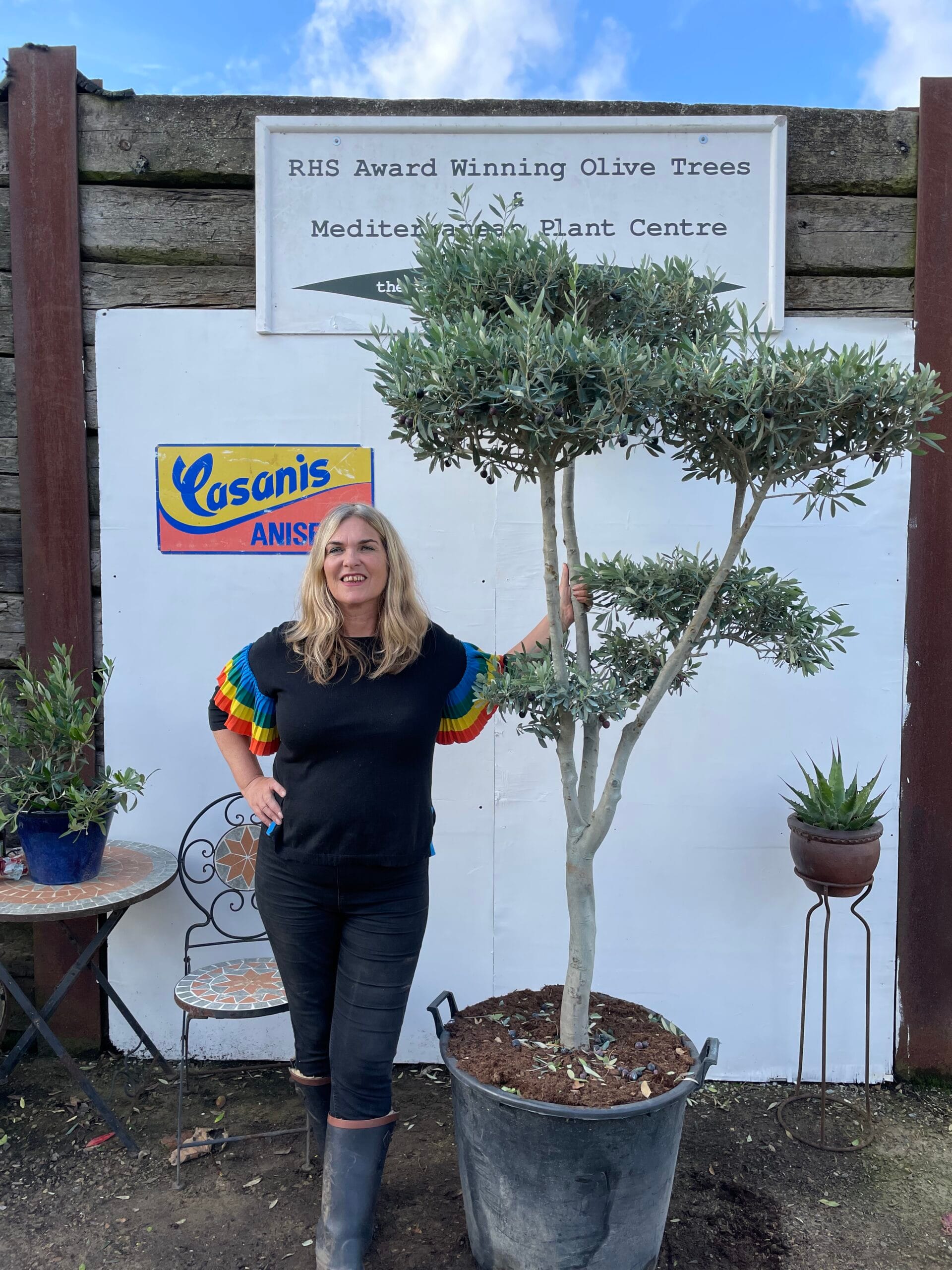 Small cloud Olive tree - The Norfolk Olive Tree Company