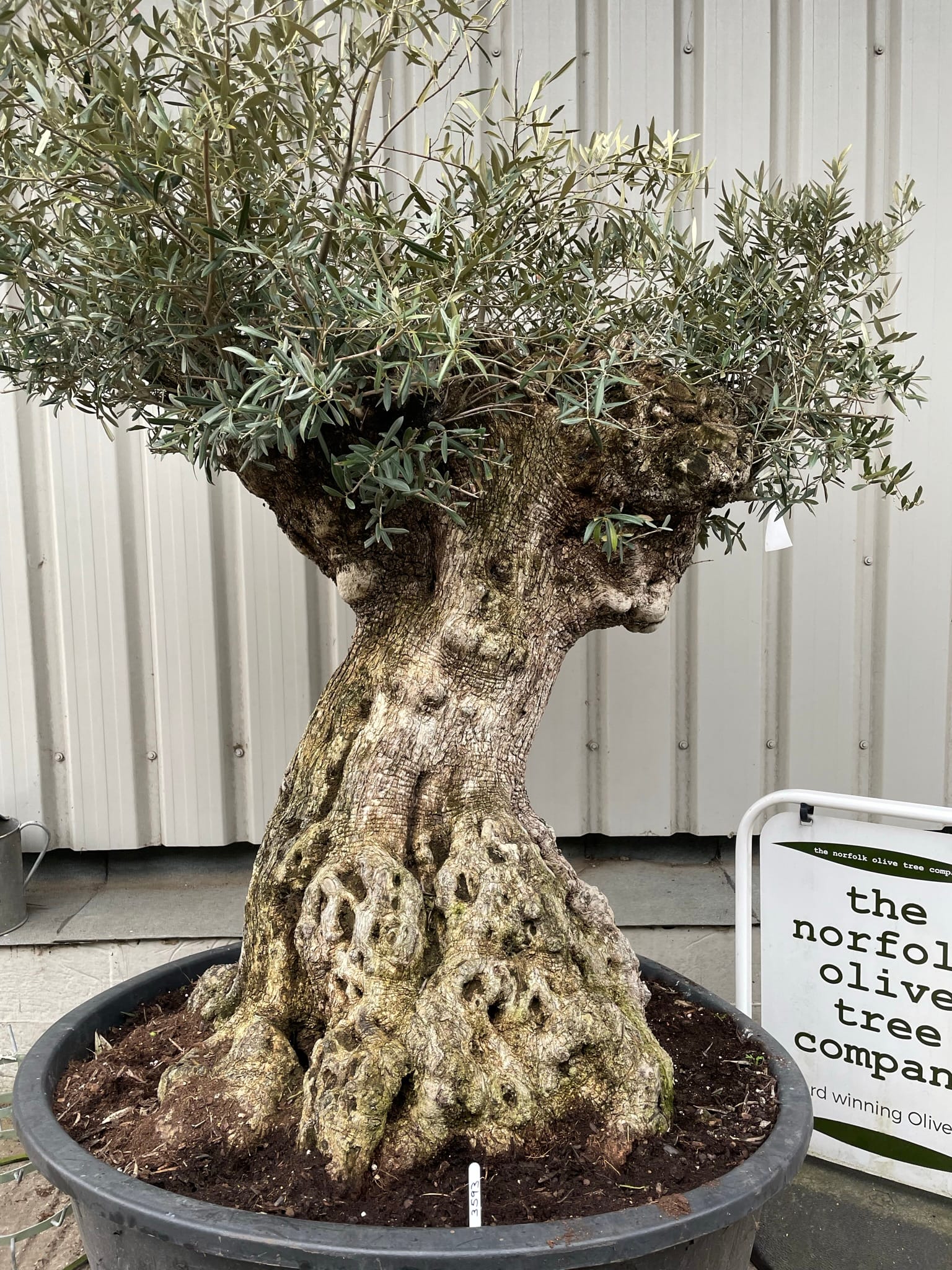 Large olive tree gnarled trunk - The Norfolk Olive Tree Company