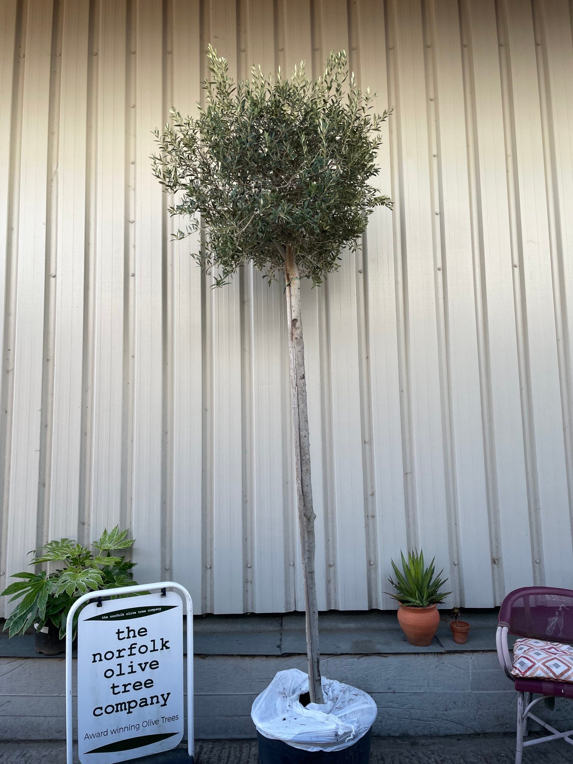 Tall screening tree - The Norfolk Olive Tree Company