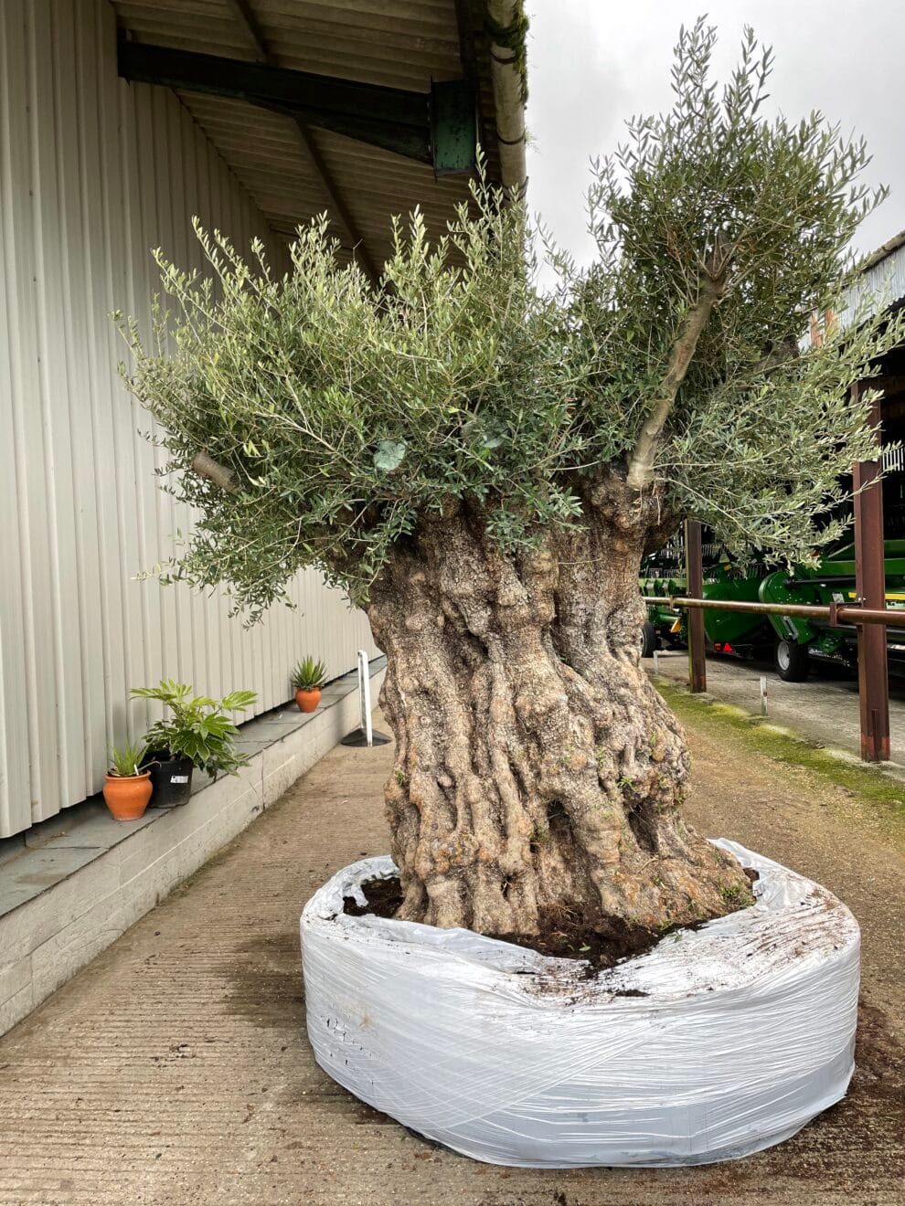 Ancient Olive tree extra large - The Norfolk Olive Tree Company