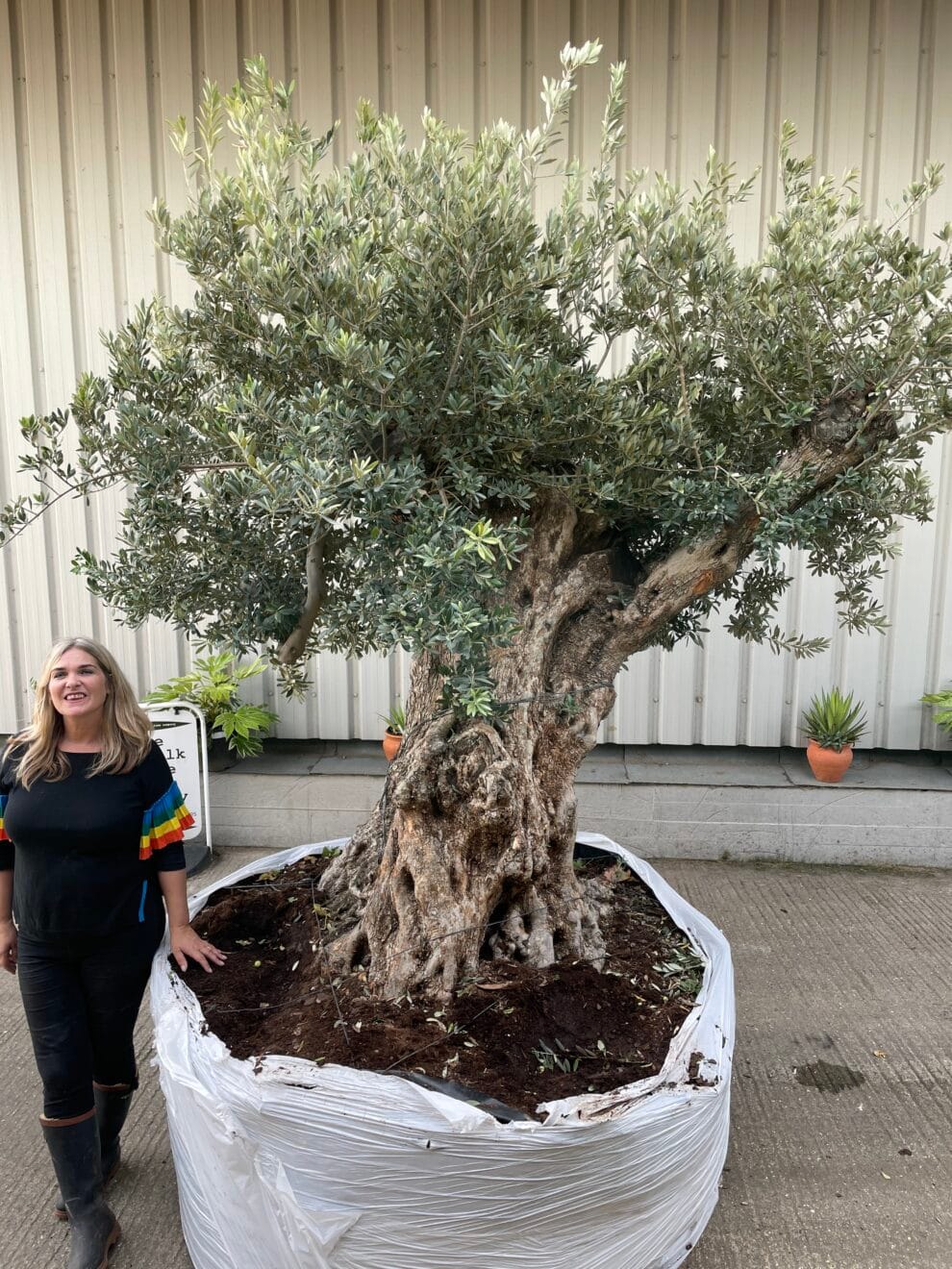Ancient Olive tree extra large - The Norfolk Olive Tree Company