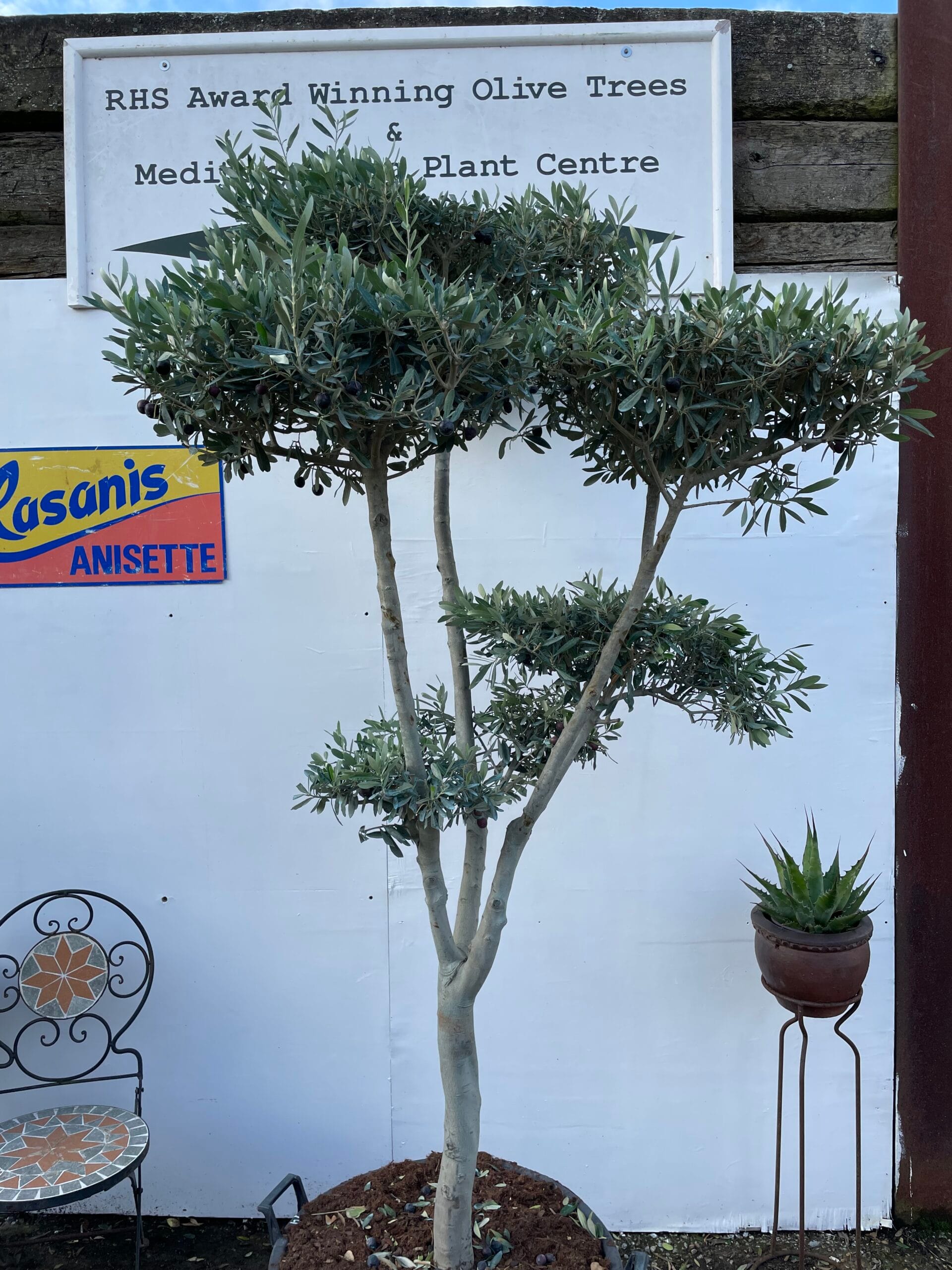 Small cloud Olive tree - The Norfolk Olive Tree Company