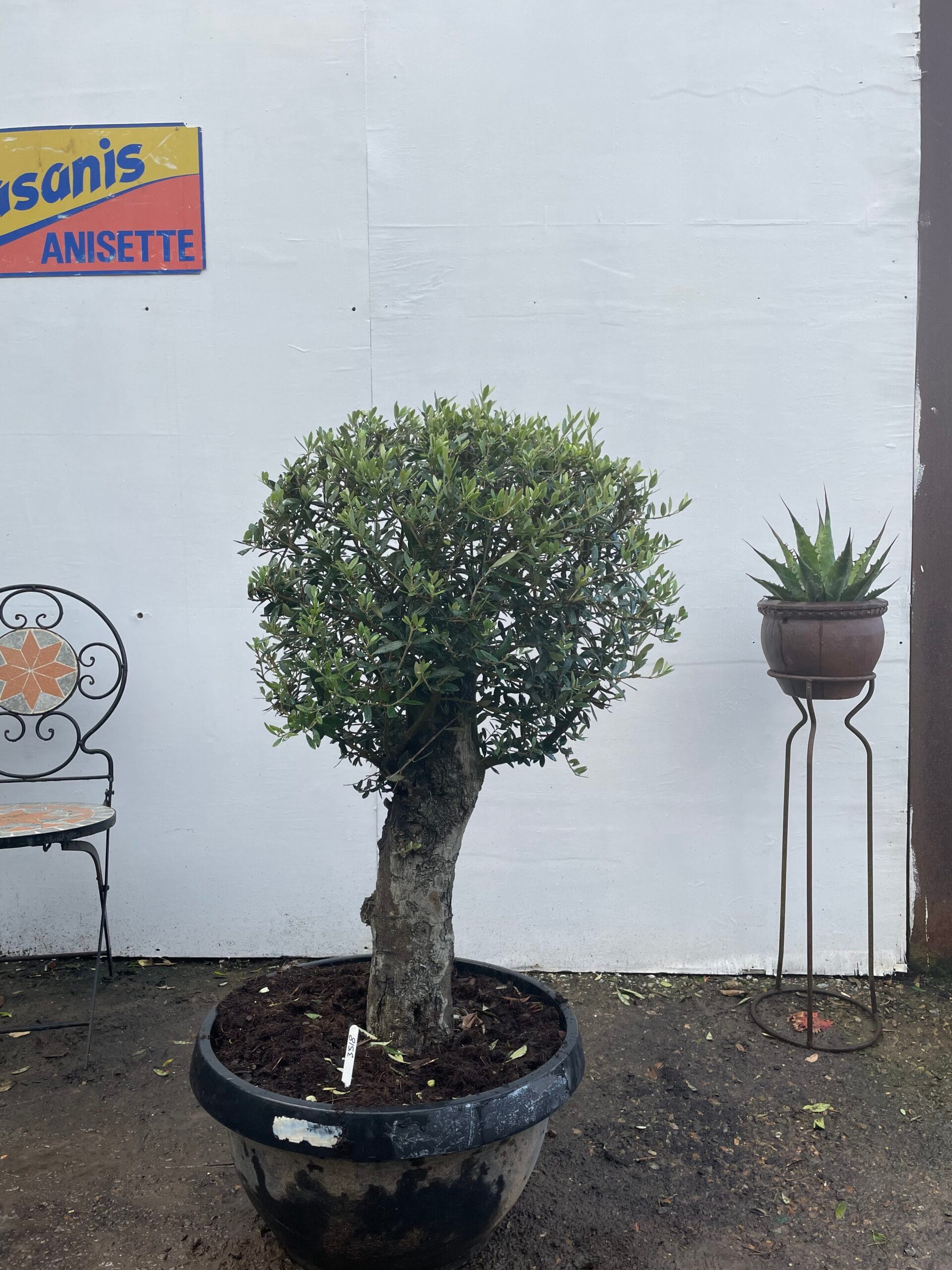 Ball head Olive tree - The Norfolk Olive Tree Company