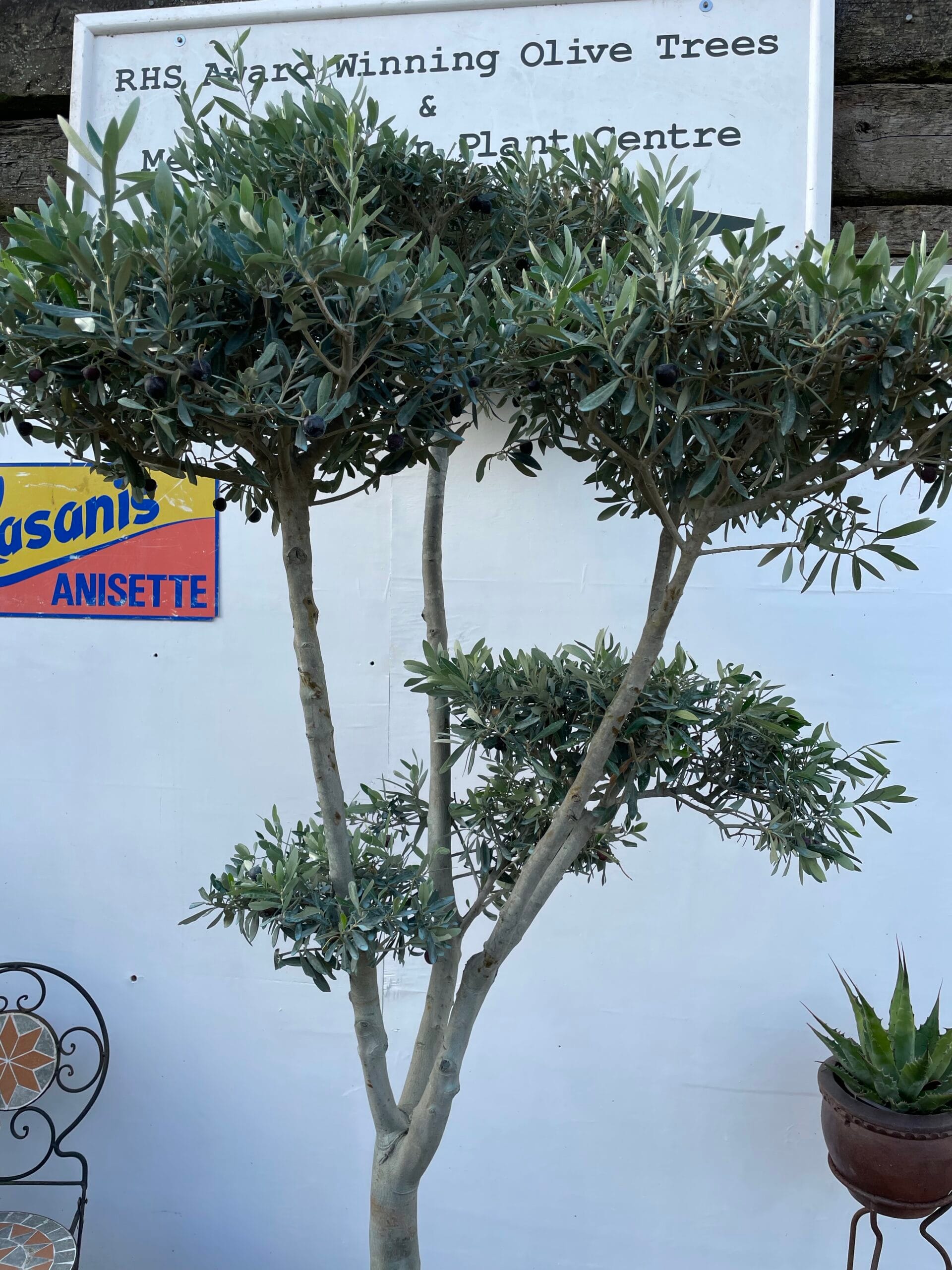 Small cloud Olive tree - The Norfolk Olive Tree Company