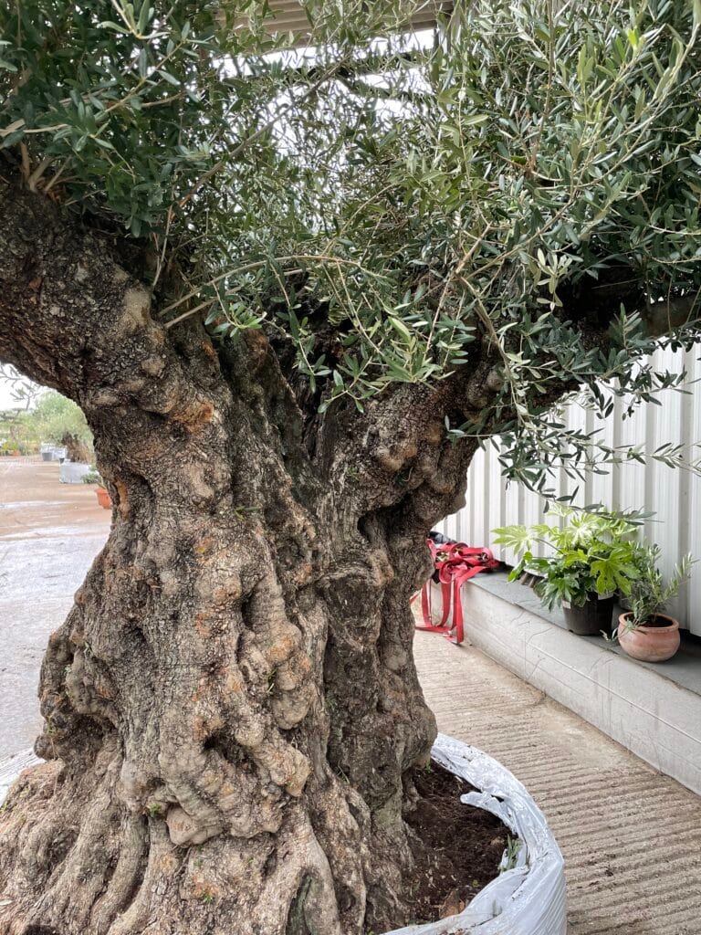 Ancient Olive tree extra large - The Norfolk Olive Tree Company