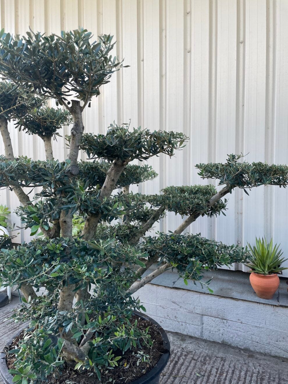 Niwaki Cloud tree - The Norfolk Olive Tree Company