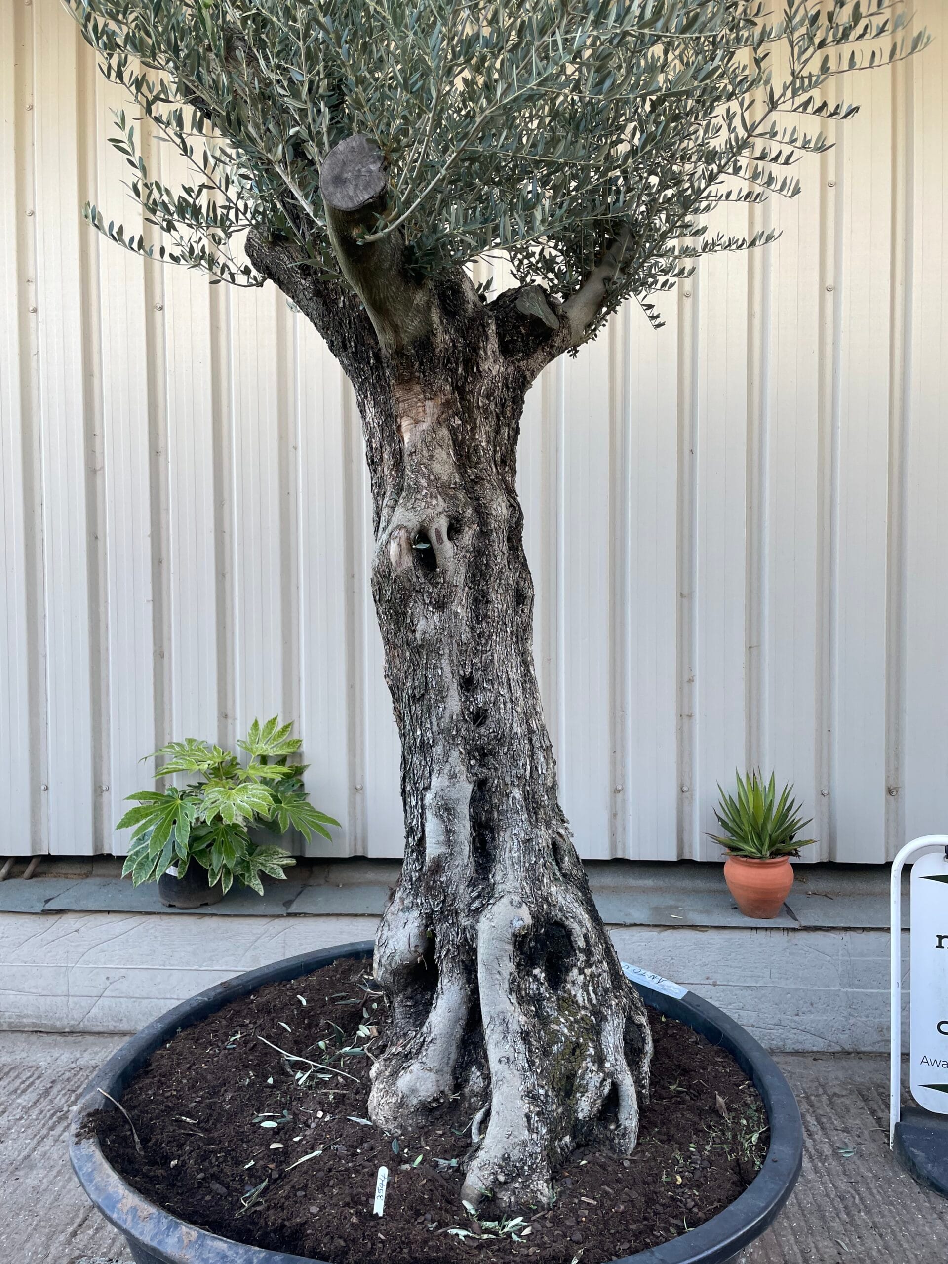 Tall gnarled Olive tree - The Norfolk Olive Tree Company