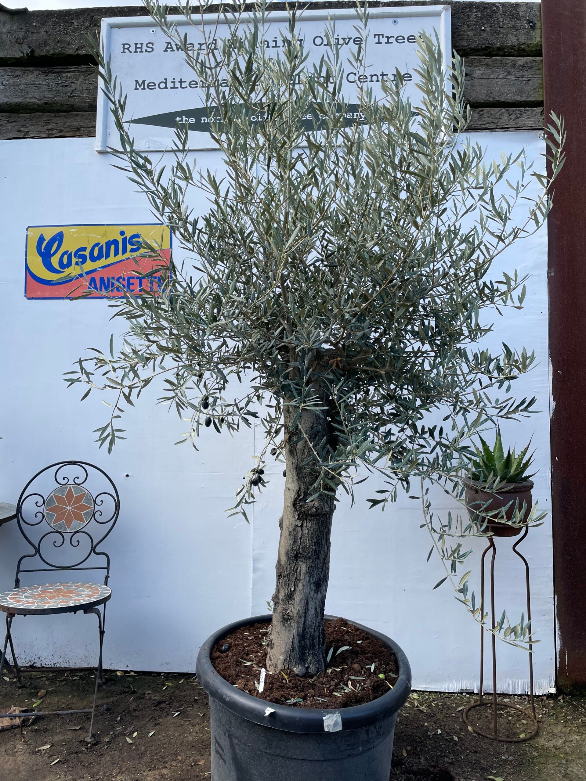 Small gnarled Olive tree - The Norfolk Olive Tree Company