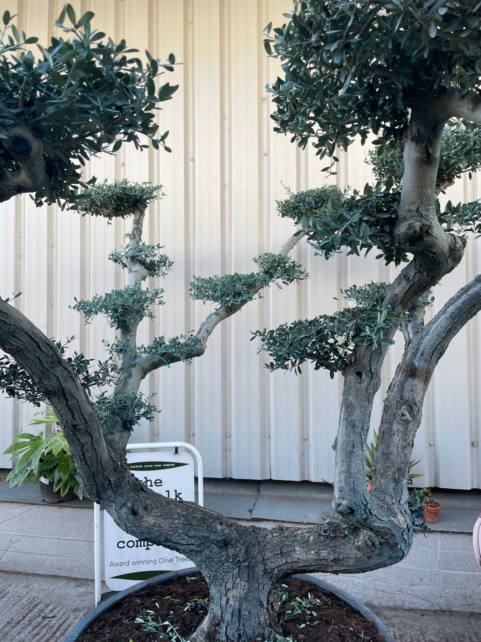 Large gnarled cloud Olive tree - The Norfolk Olive Tree Company