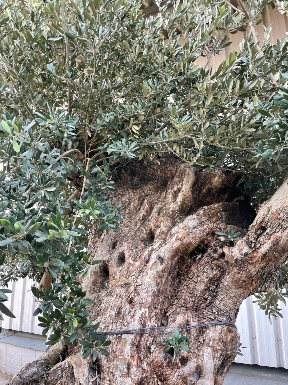 Ancient Olive tree extra large - The Norfolk Olive Tree Company