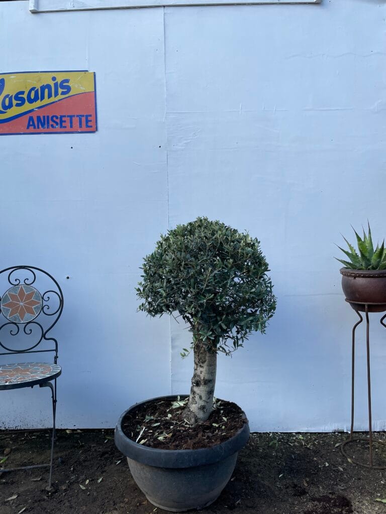 Ball head Olive tree - The Norfolk Olive Tree Company
