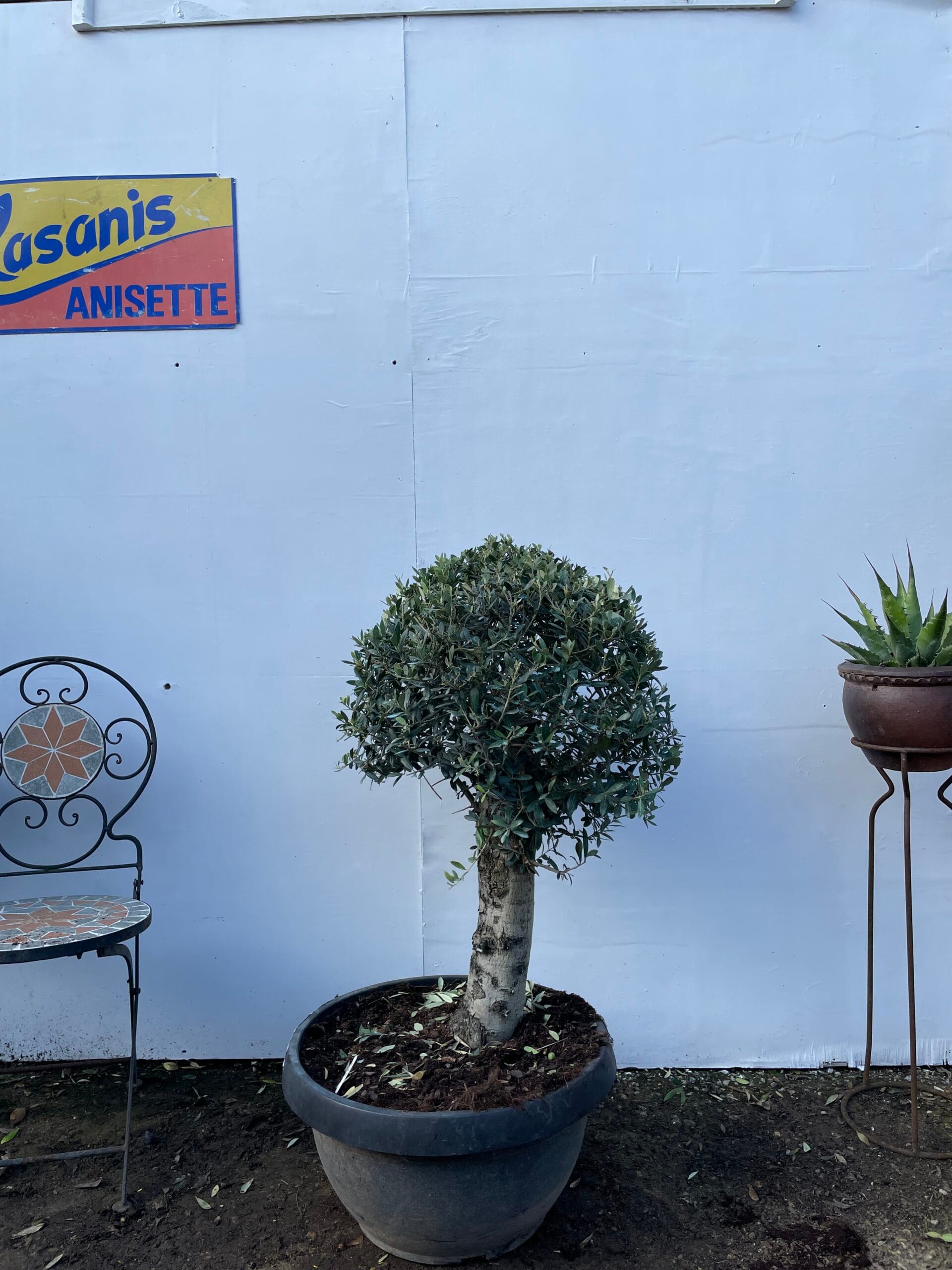 Ball head Olive tree - The Norfolk Olive Tree Company