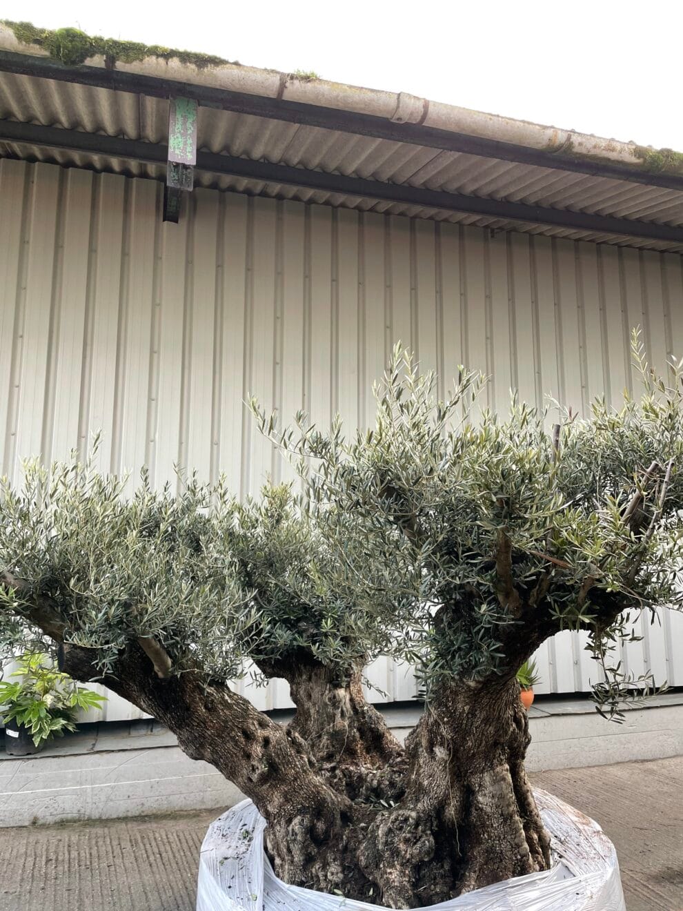 Ancient Olive tree extra large - The Norfolk Olive Tree Company