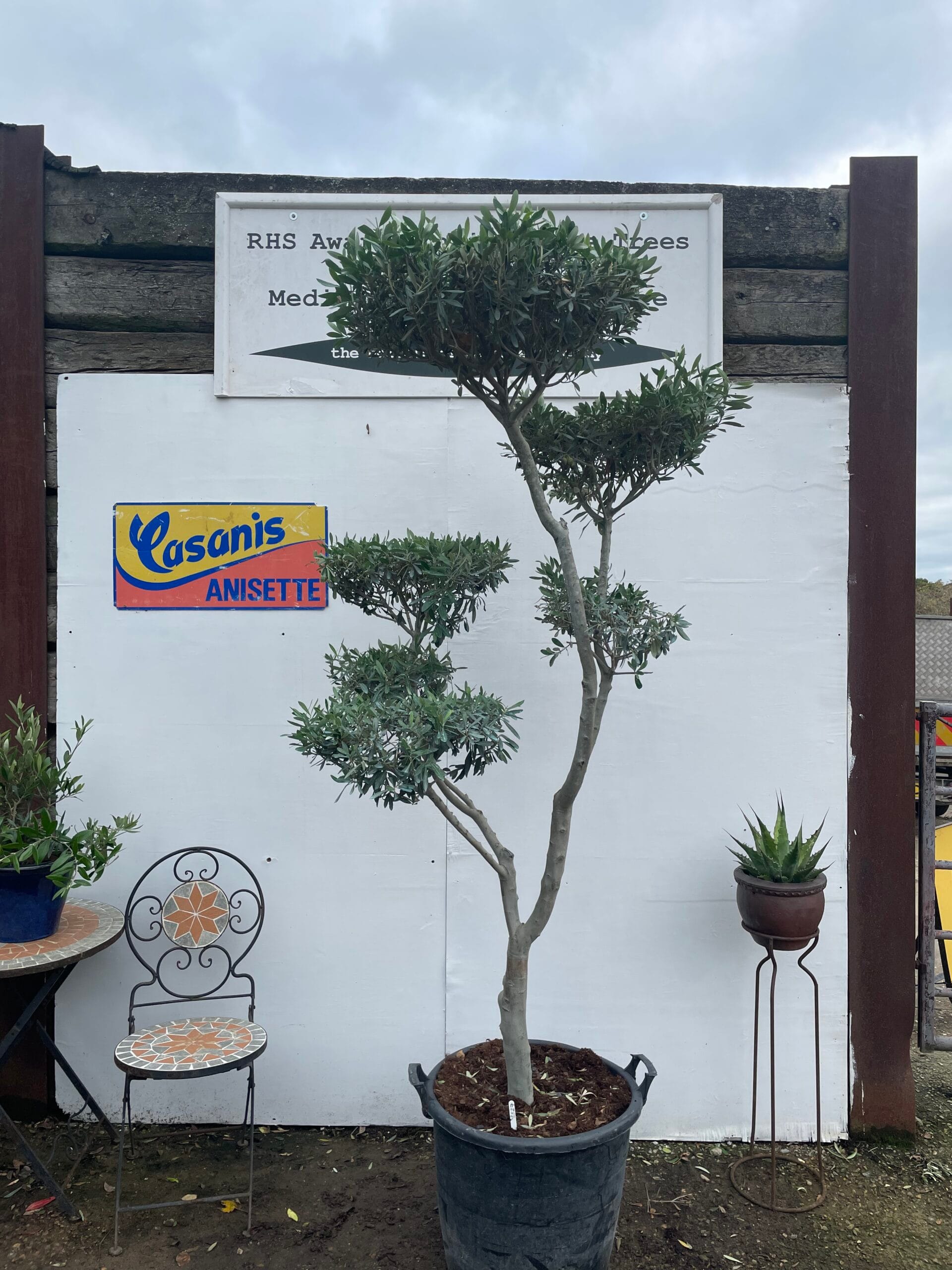 Patio cloud tree - The Norfolk Olive Tree Company