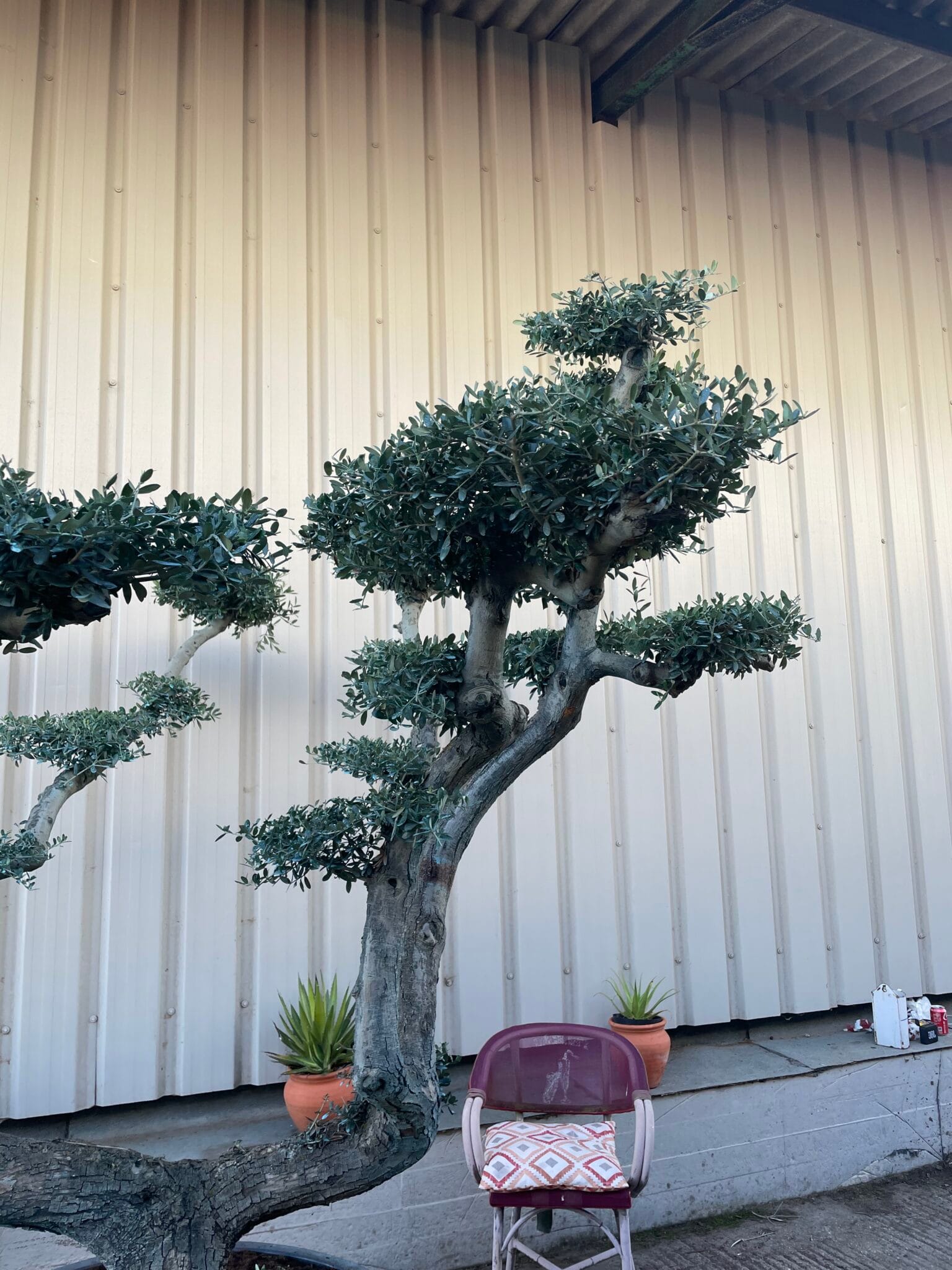 Large gnarled cloud Olive tree - The Norfolk Olive Tree Company