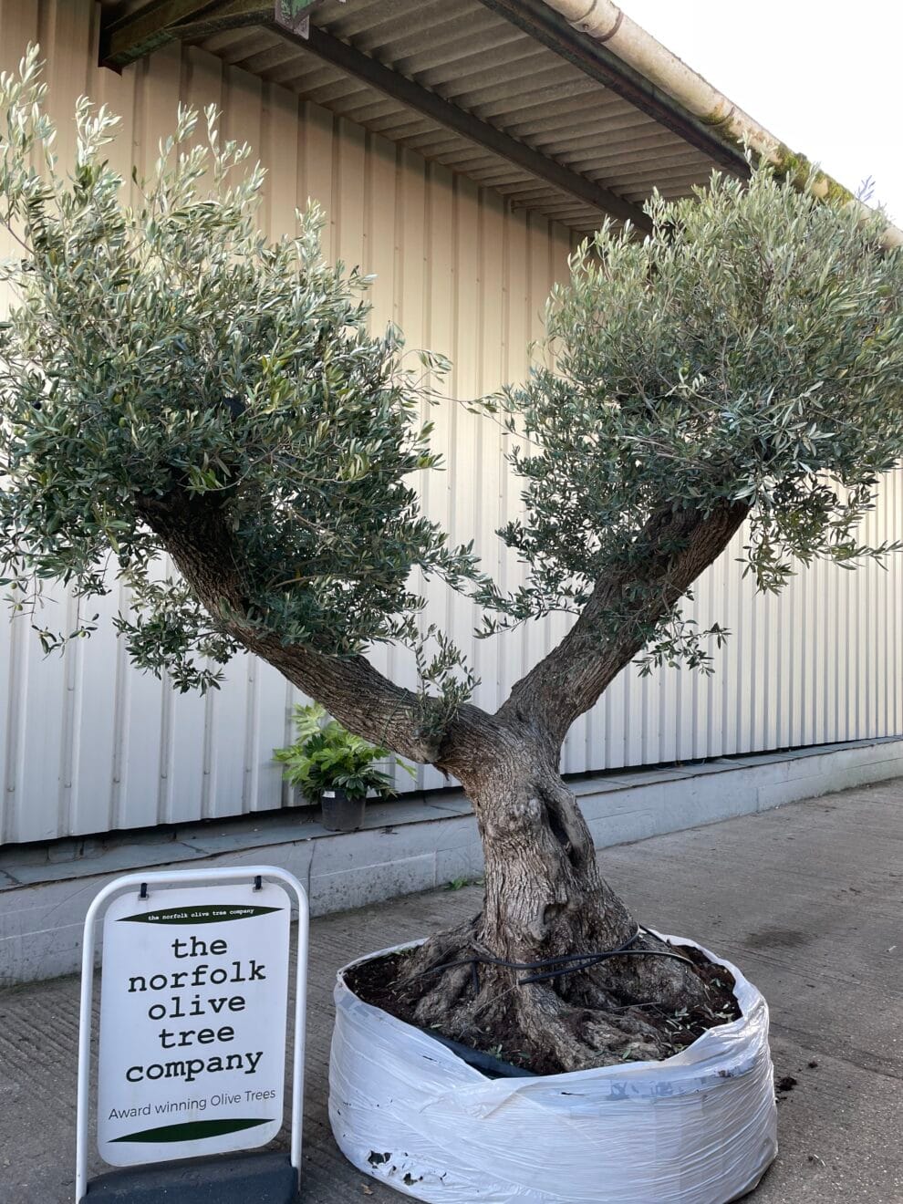 Olive tree impressive trunk - The Norfolk Olive Tree Company