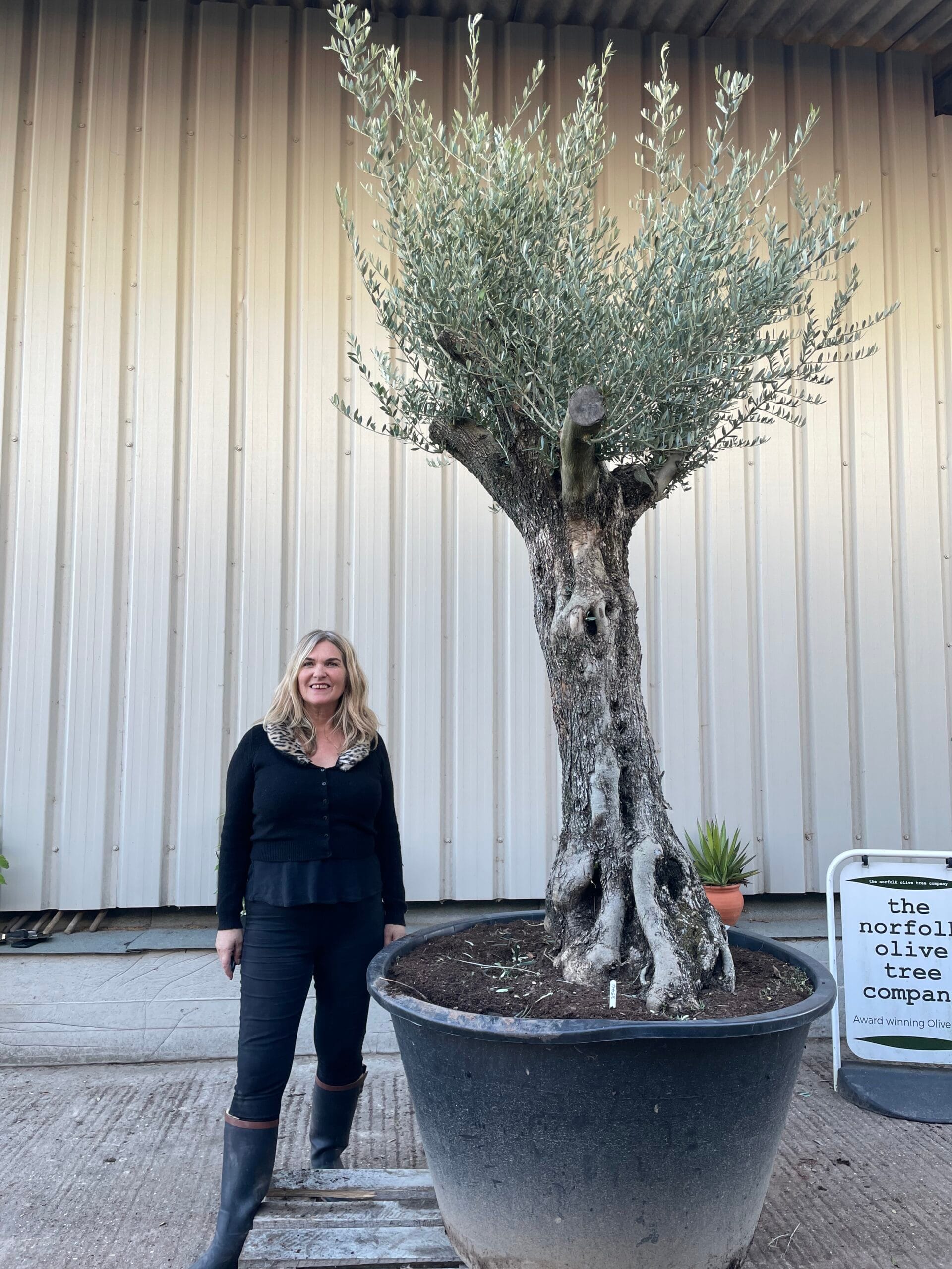 Tall gnarled Olive tree - The Norfolk Olive Tree Company