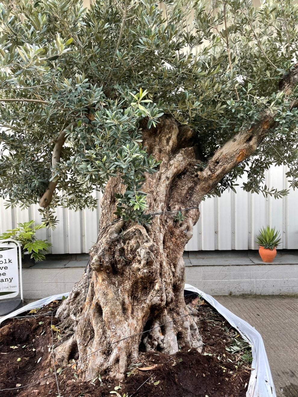 Ancient Olive tree extra large - The Norfolk Olive Tree Company