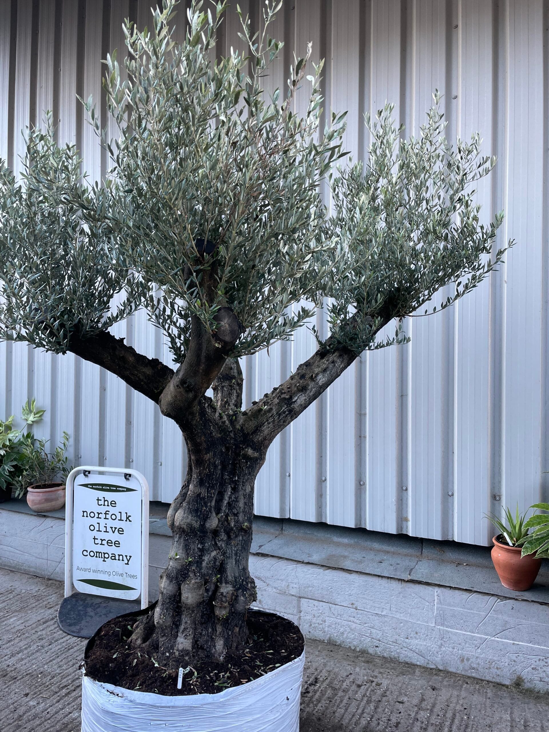 Branched Olive tree - The Norfolk Olive Tree Company