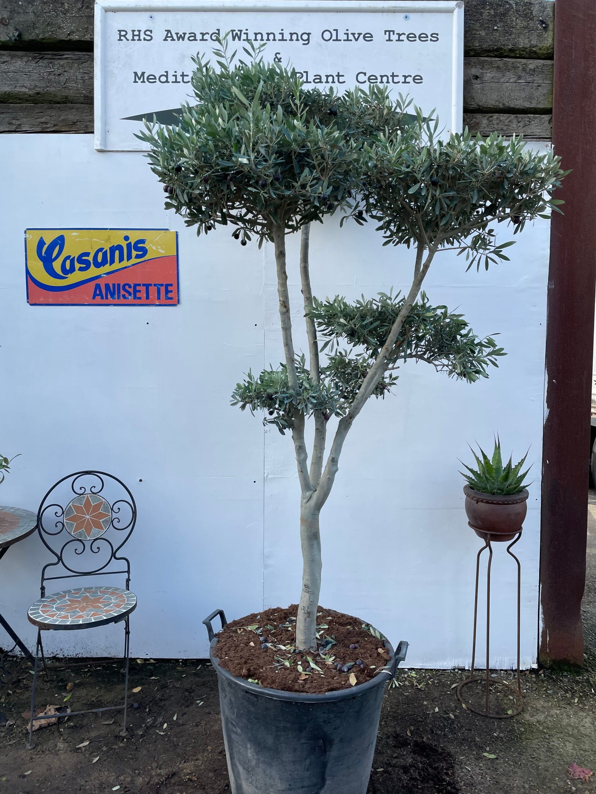 Small cloud Olive tree - The Norfolk Olive Tree Company