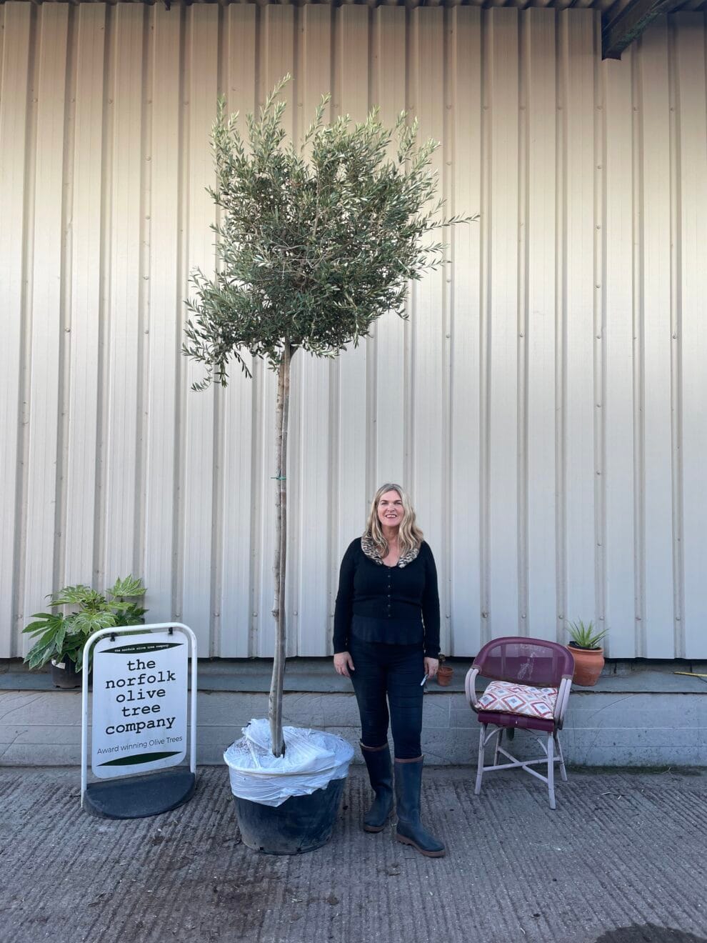 Tall screening tree - The Norfolk Olive Tree Company