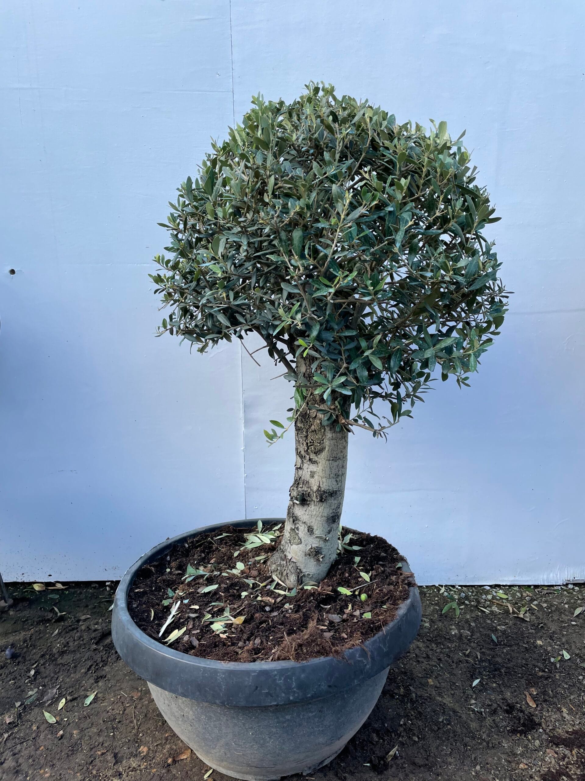 Ball head Olive tree - The Norfolk Olive Tree Company