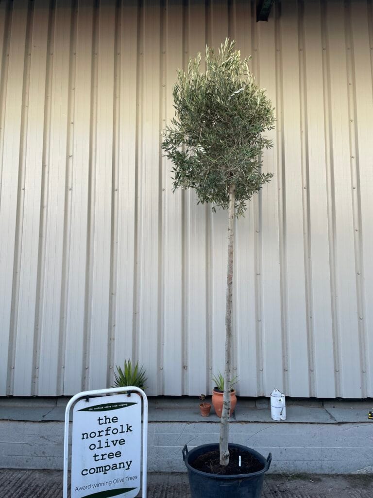 Tall screening tree - The Norfolk Olive Tree Company