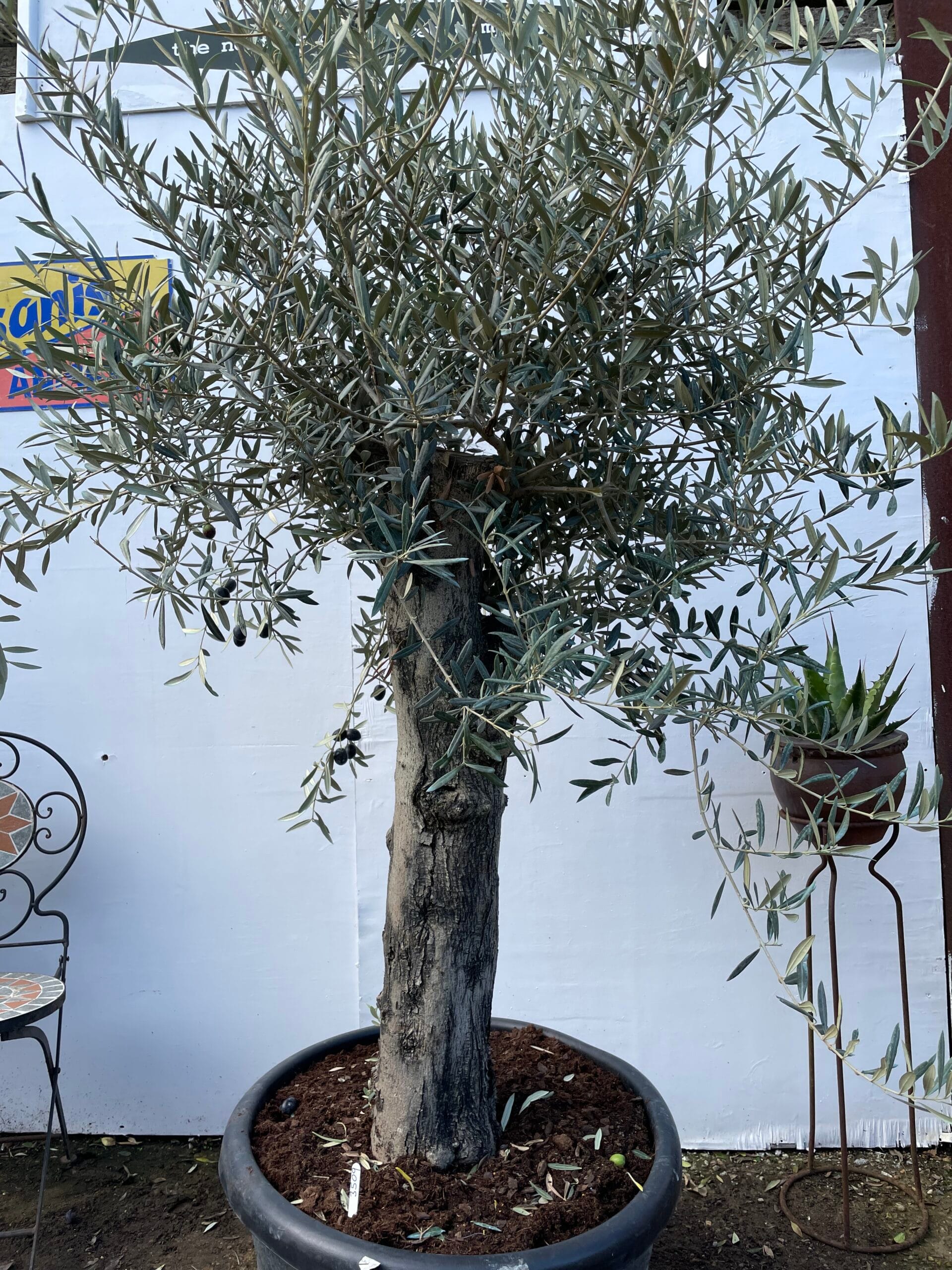 Small gnarled Olive tree - The Norfolk Olive Tree Company
