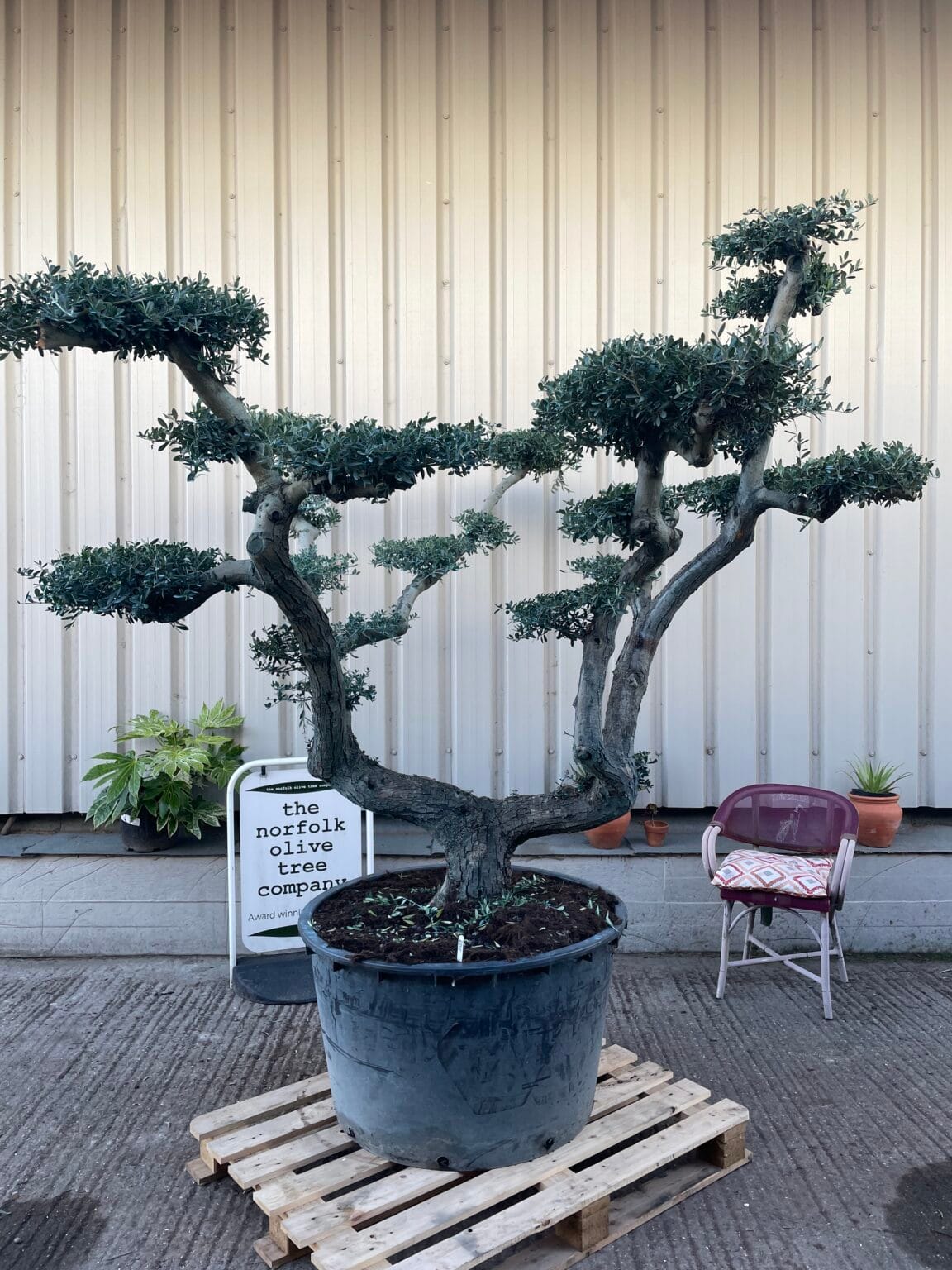 Large gnarled cloud Olive tree - The Norfolk Olive Tree Company