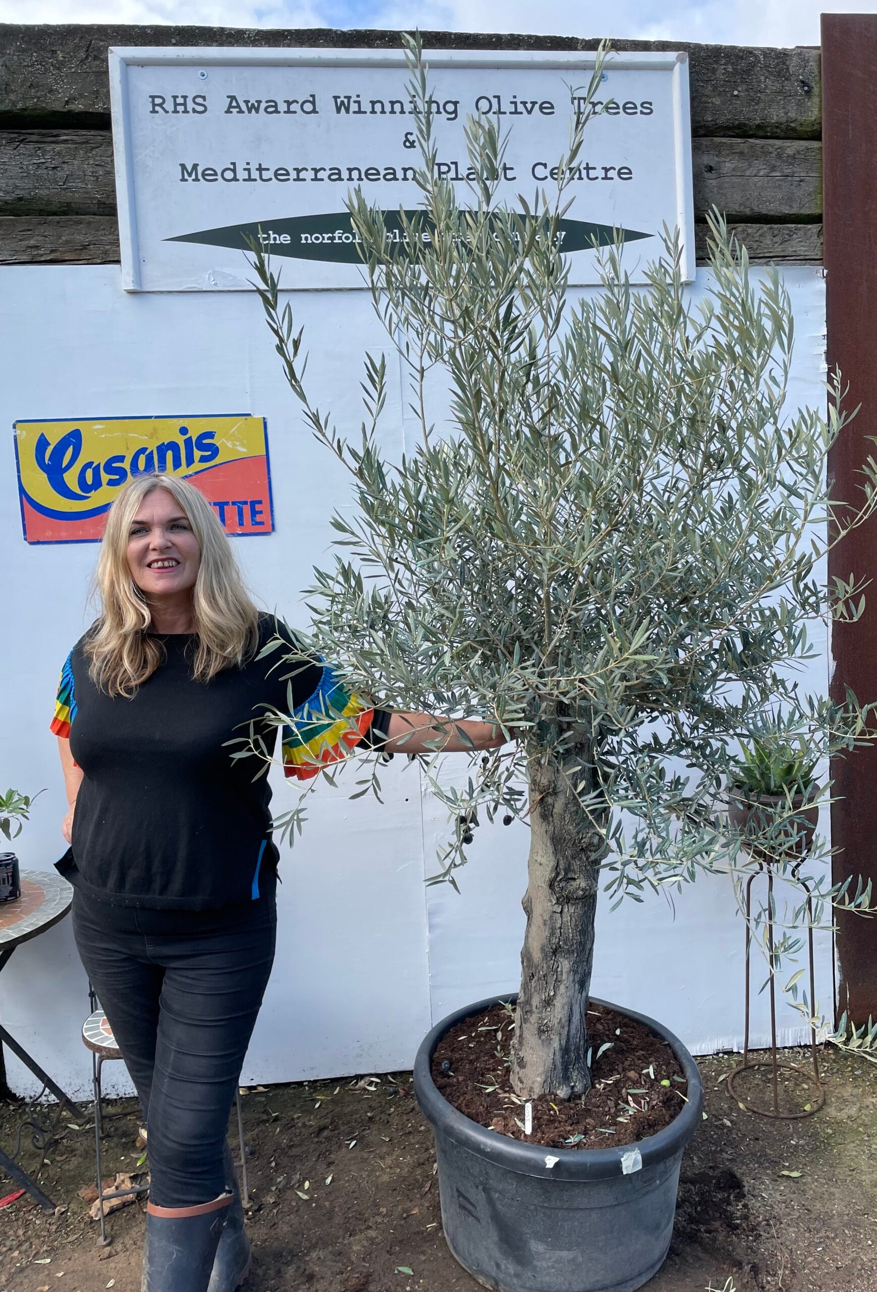 Small gnarled Olive tree - The Norfolk Olive Tree Company