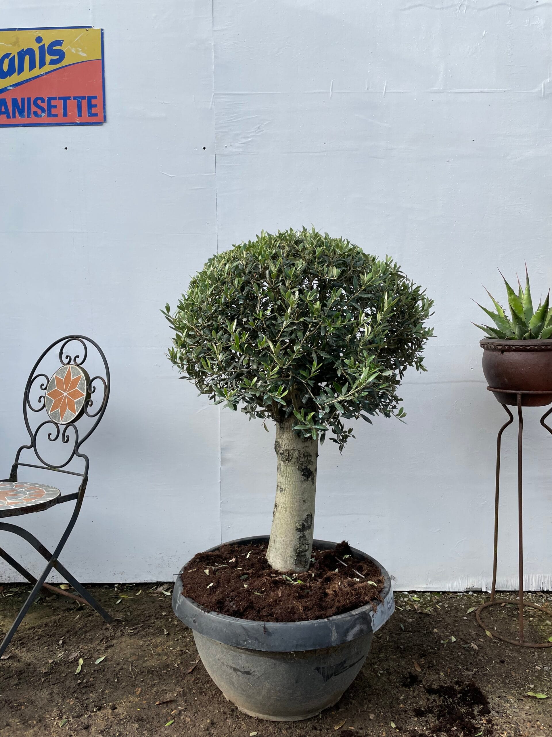 Ball head Olive tree - The Norfolk Olive Tree Company