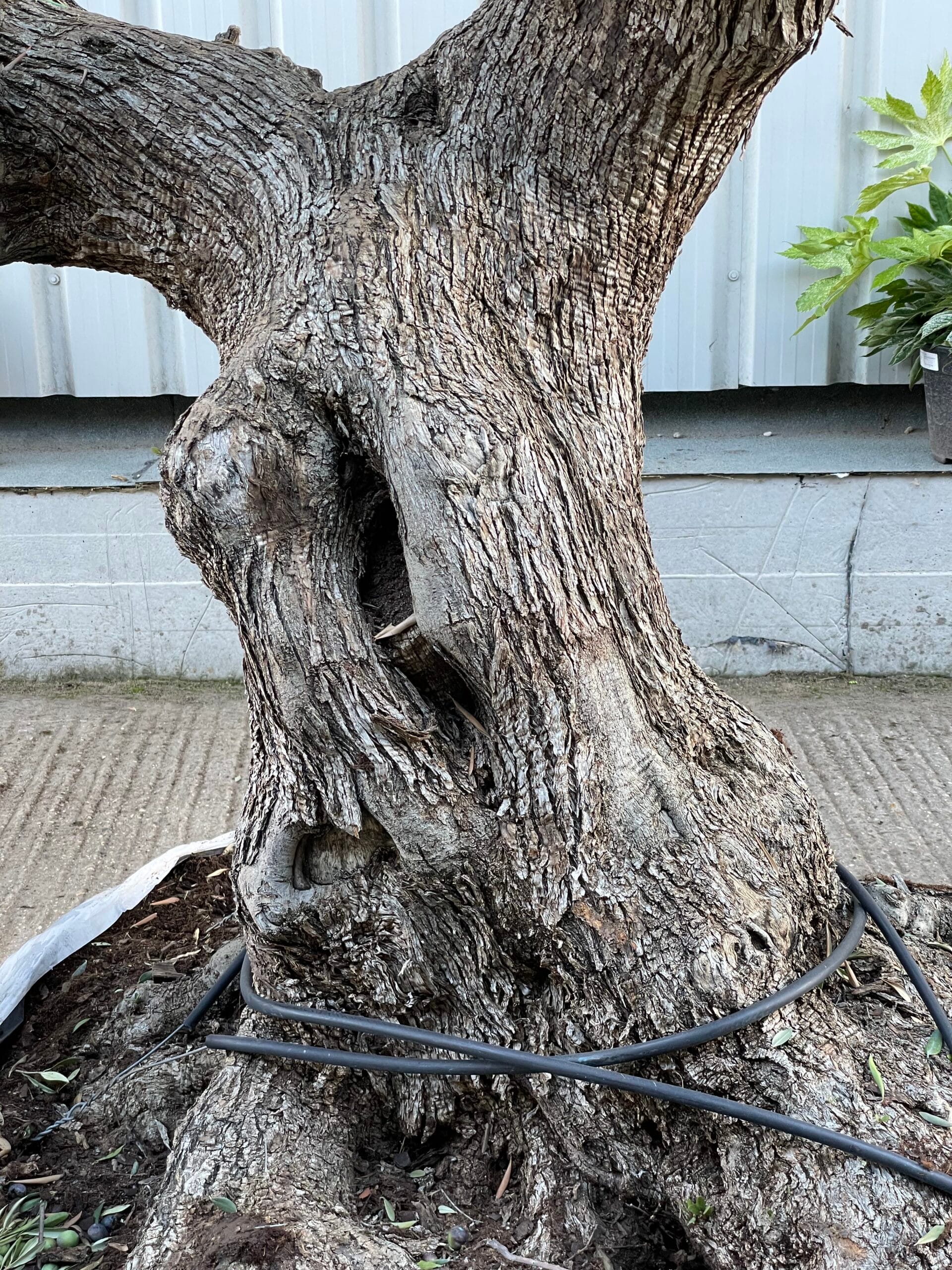 Olive tree impressive trunk - The Norfolk Olive Tree Company