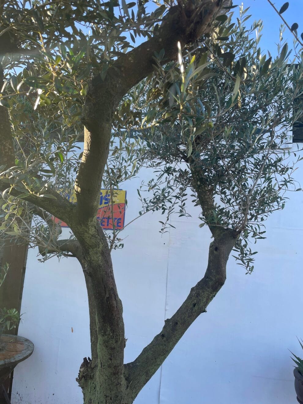 Spanish Olive tree - The Norfolk Olive Tree Company