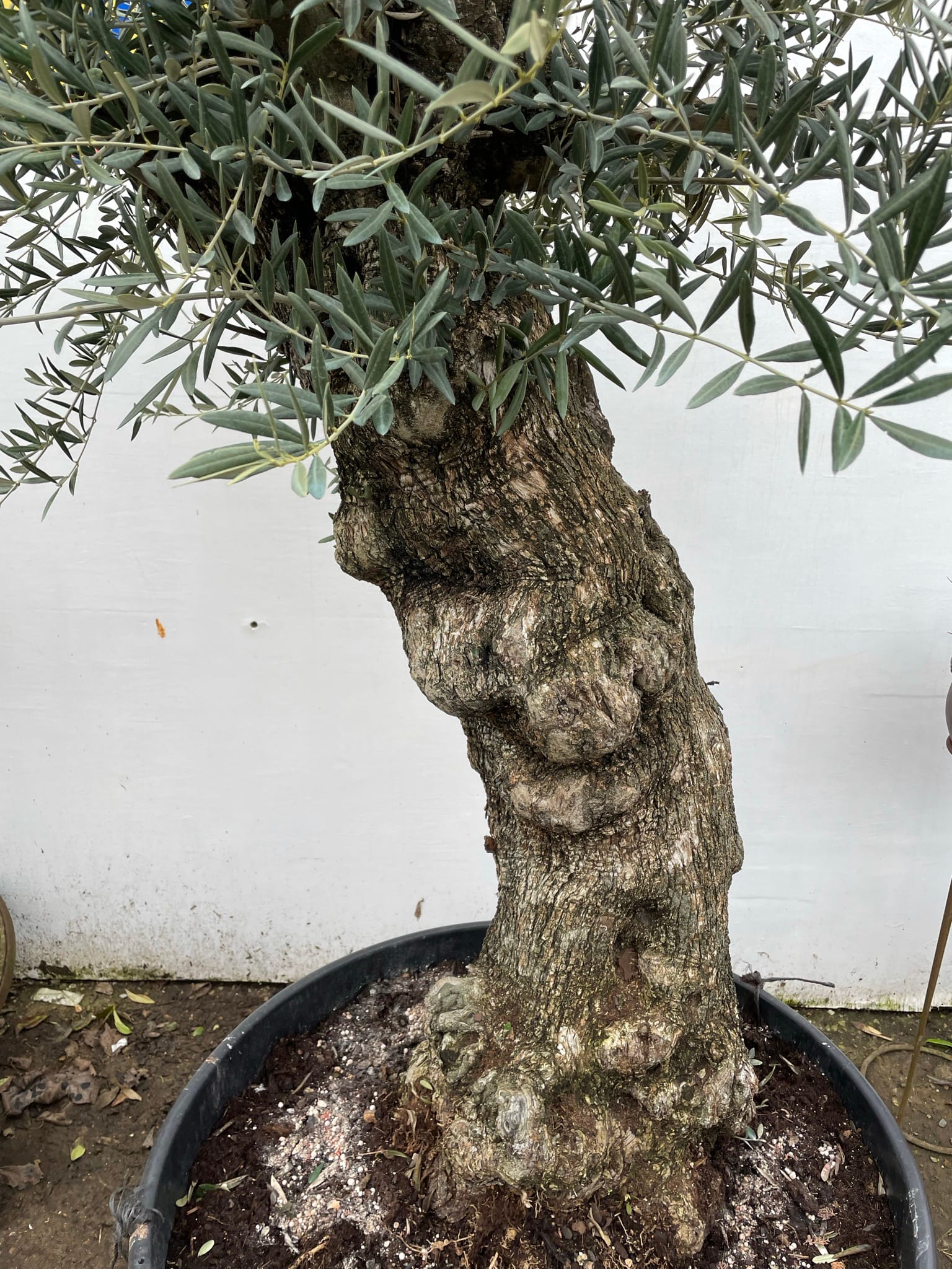 Ancient Olive tree with gnarly trunk - The Norfolk Olive Tree Company