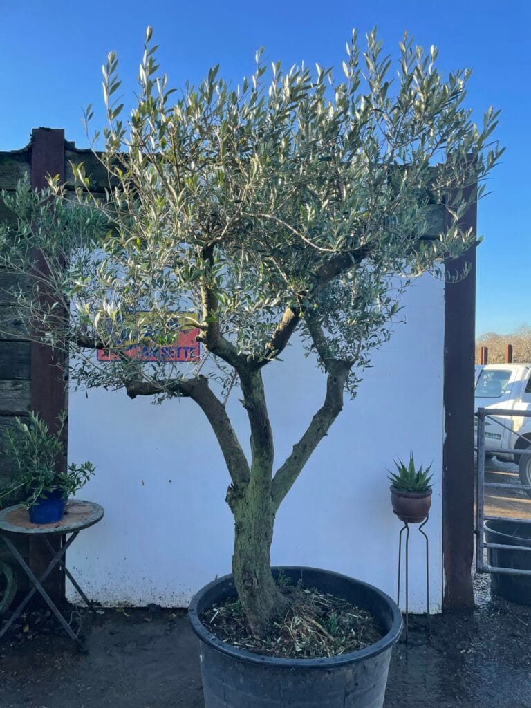 Spanish Olive tree - The Norfolk Olive Tree Company