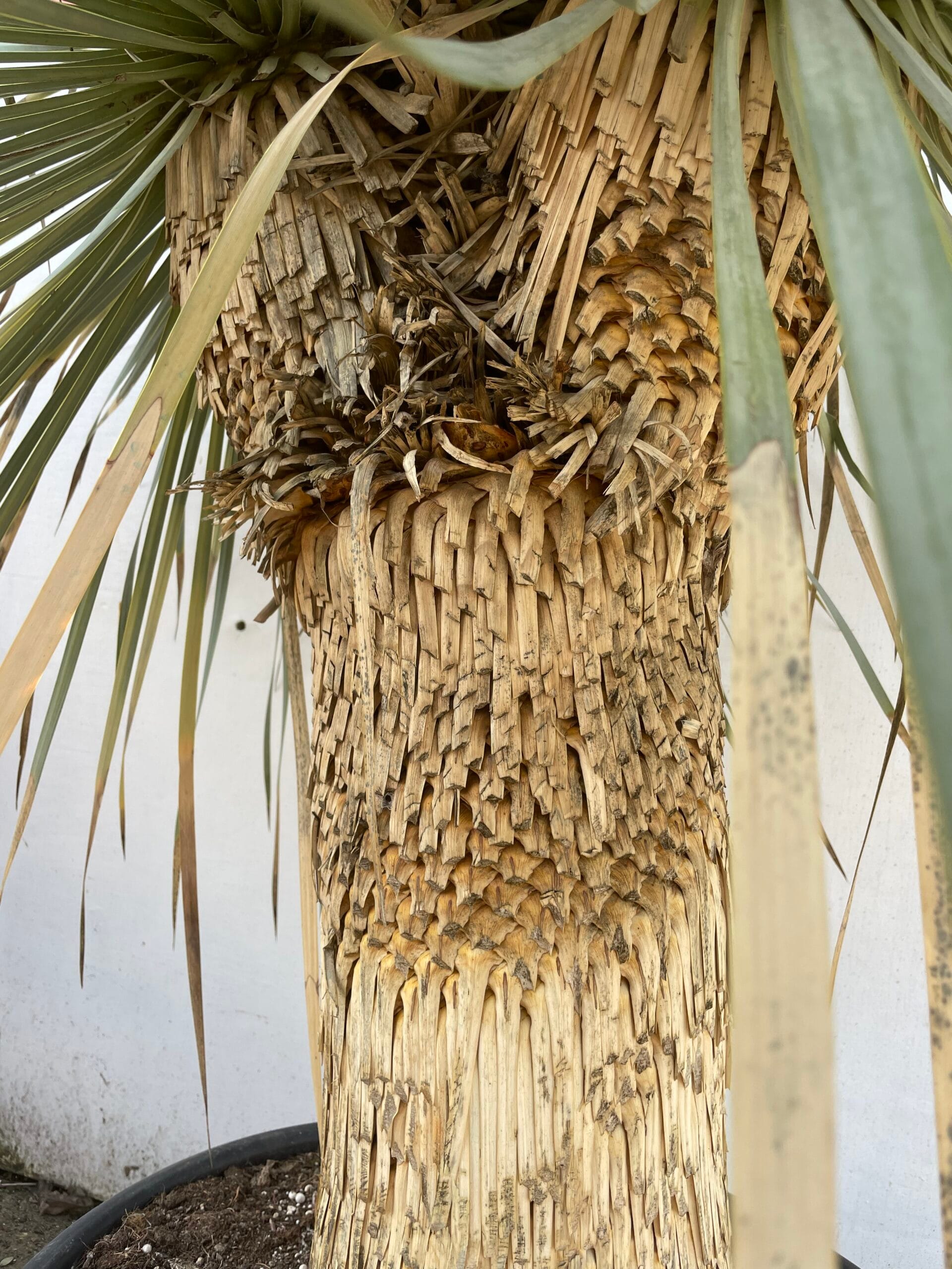 Mature Yucca Rostrata - The Norfolk Olive Tree Company
