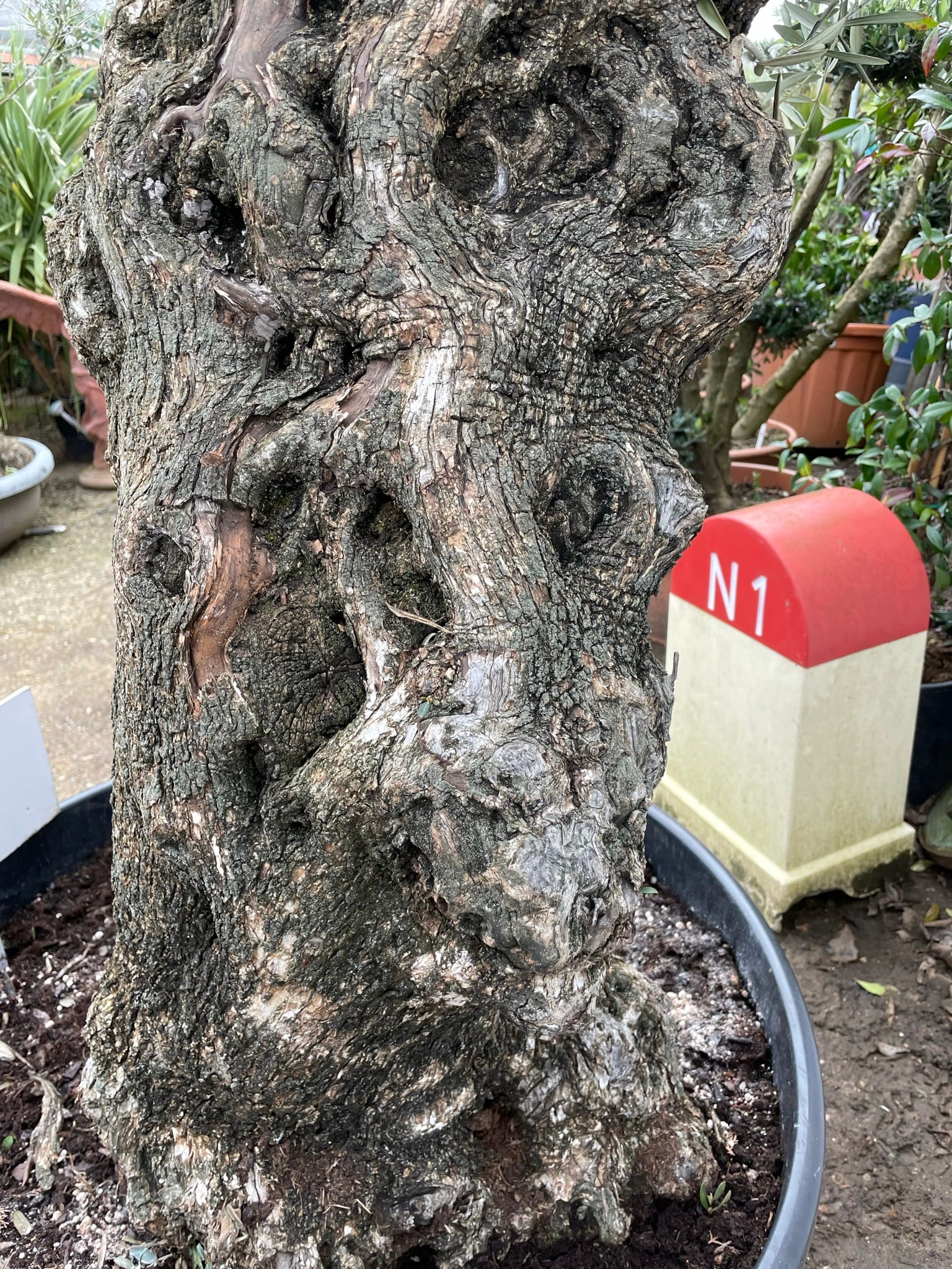 Ancient Olive tree with gnarly trunk - The Norfolk Olive Tree Company