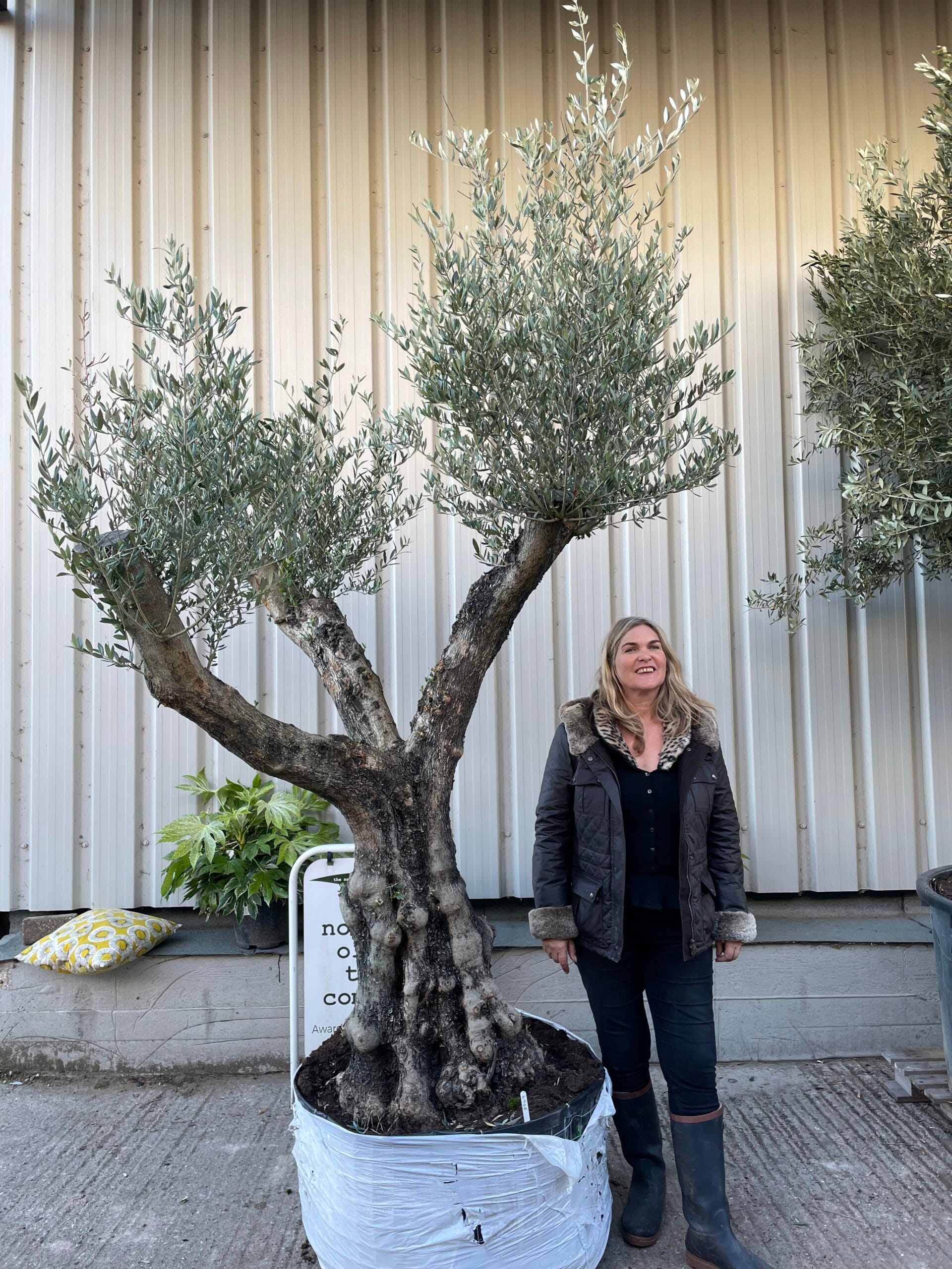 Branched Olive tree - The Norfolk Olive Tree Company