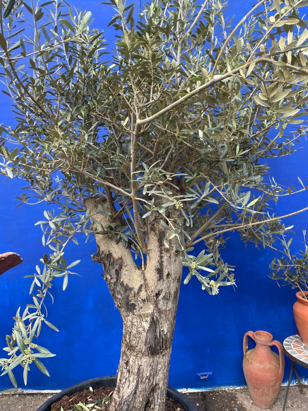 Small gnarled Olive tree - The Norfolk Olive Tree Company