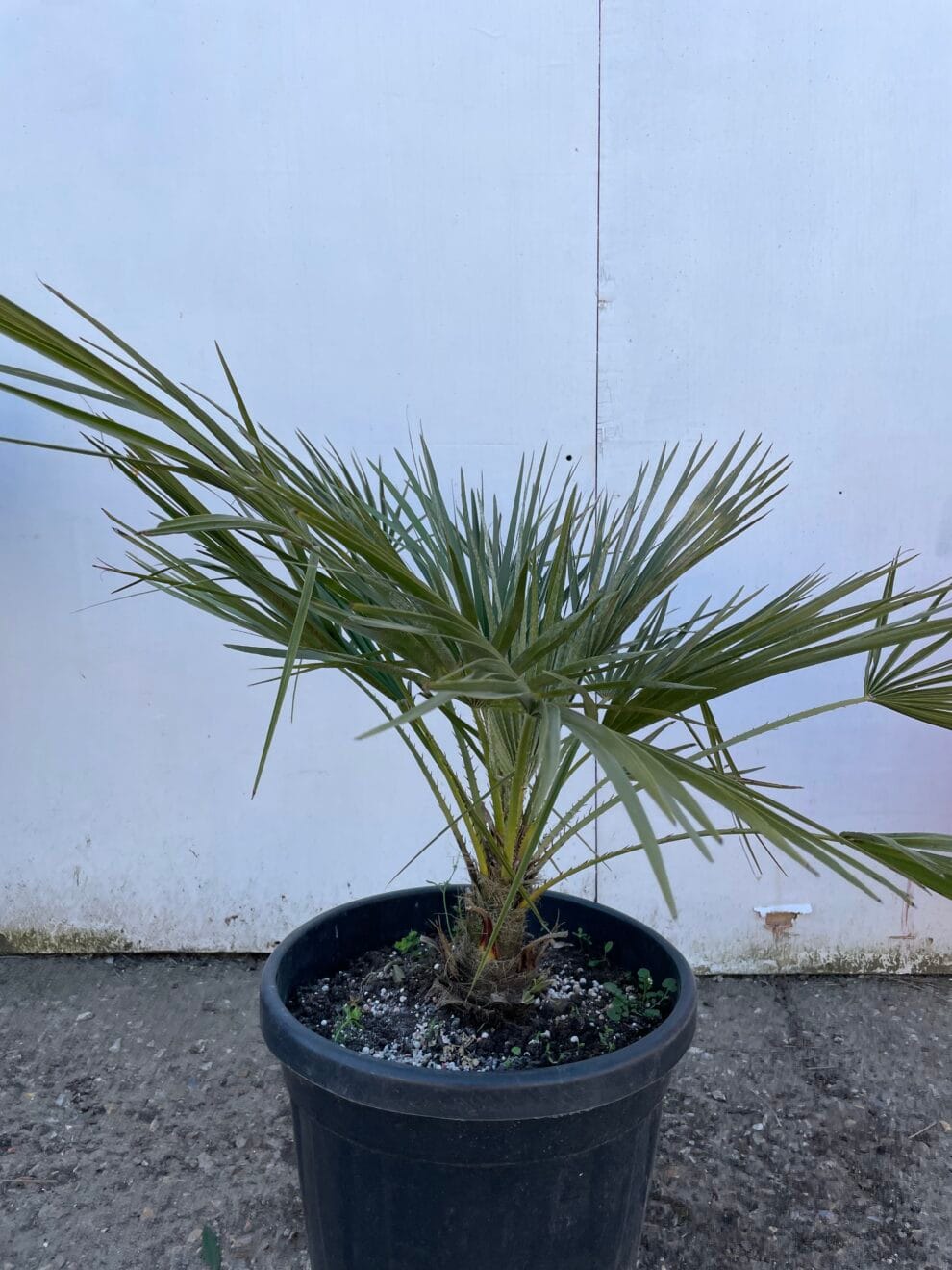Chamaerops Humilis- free delivery - The Norfolk Olive Tree Company