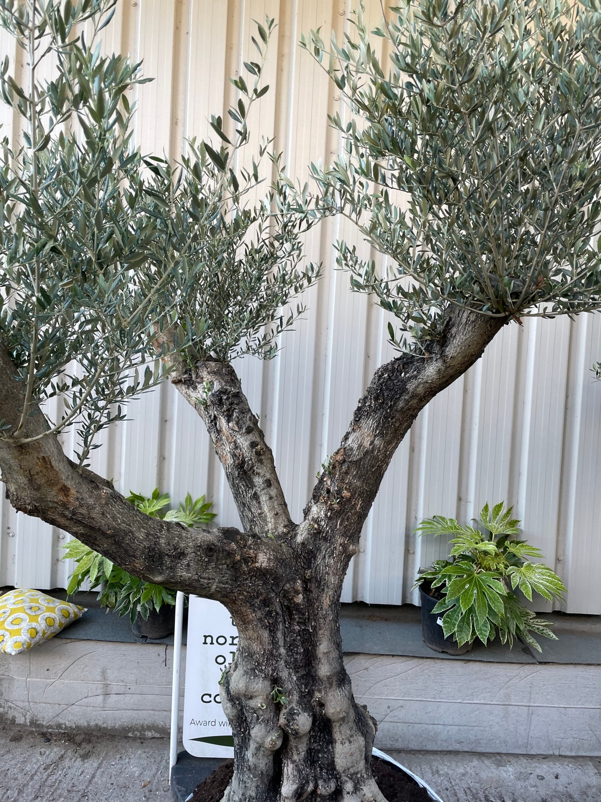 Branched Olive tree - The Norfolk Olive Tree Company