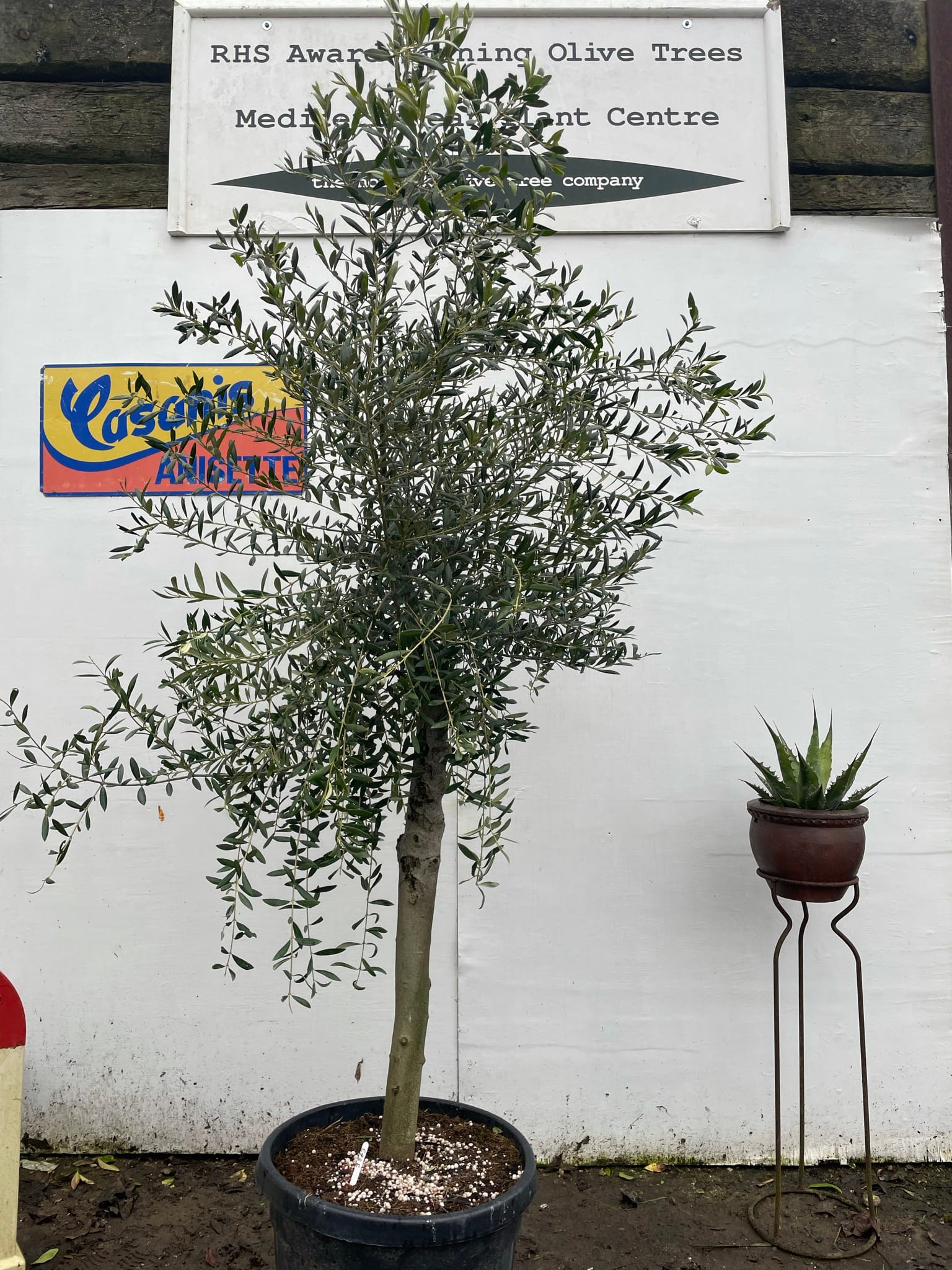Courtyard Olive tree