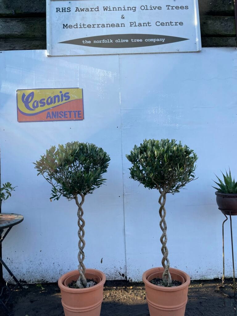 Pair of braided Olives in terracotta pot - The Norfolk Olive Tree Company