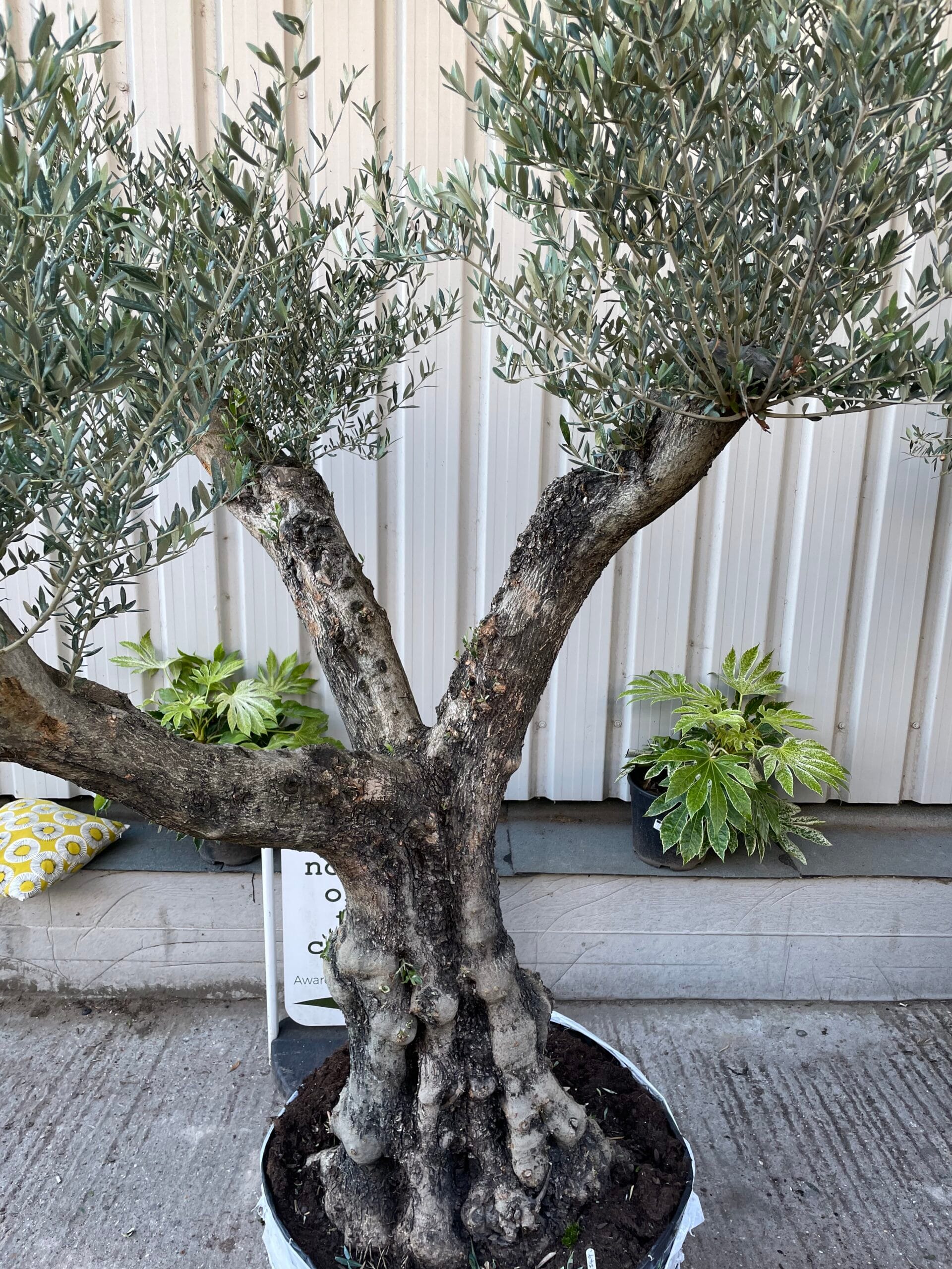 Branched Olive tree - The Norfolk Olive Tree Company