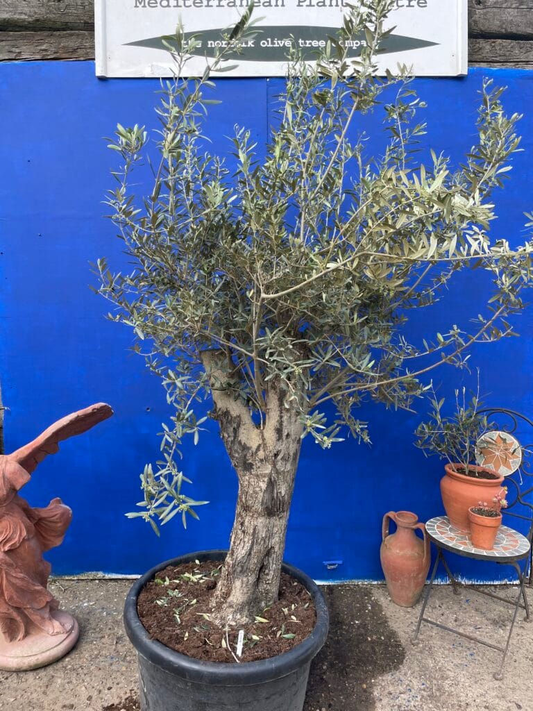 Small gnarled Olive tree - The Norfolk Olive Tree Company