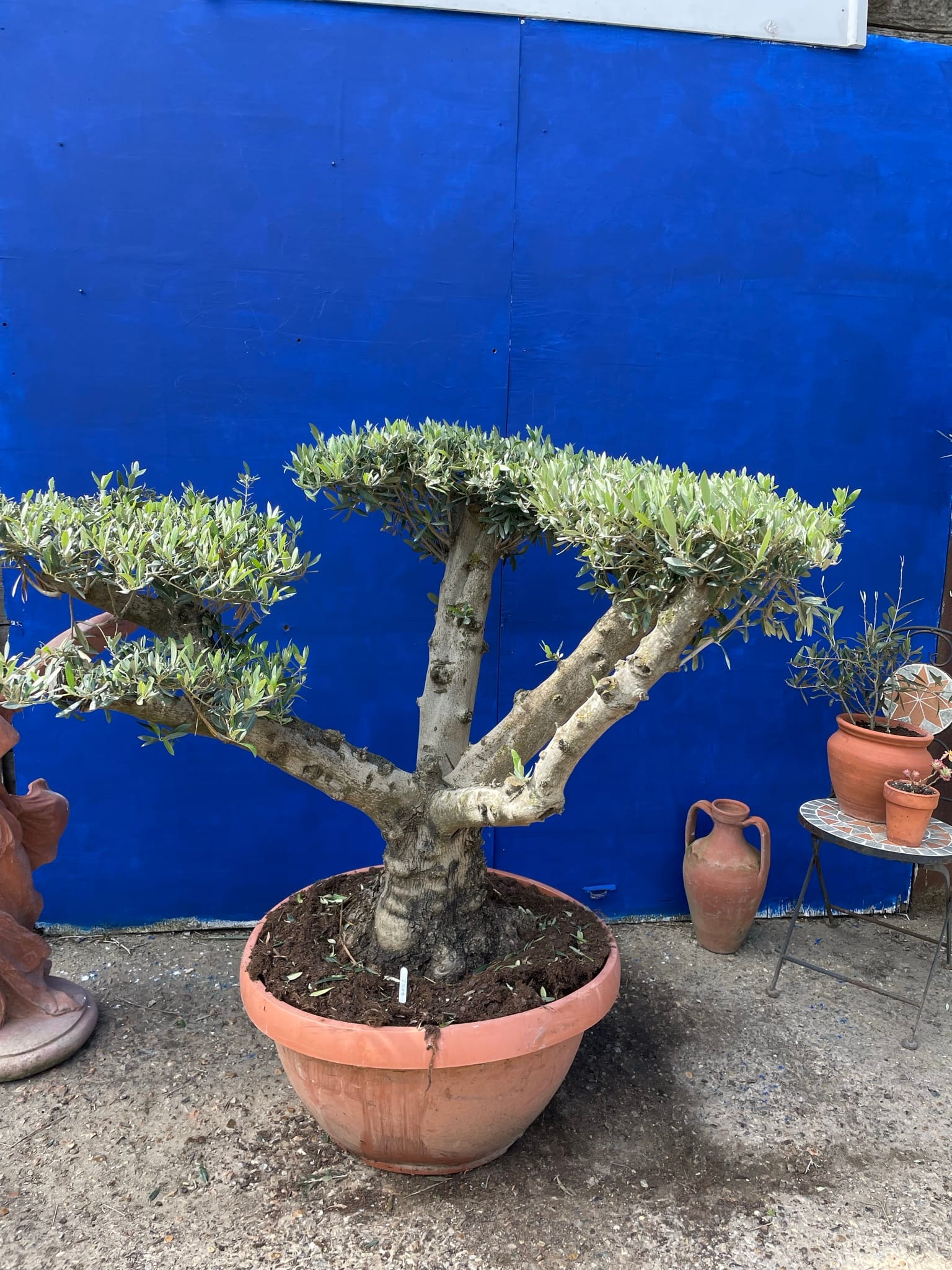 Japanese cloud tree. No 4052 - The Norfolk Olive Tree Company