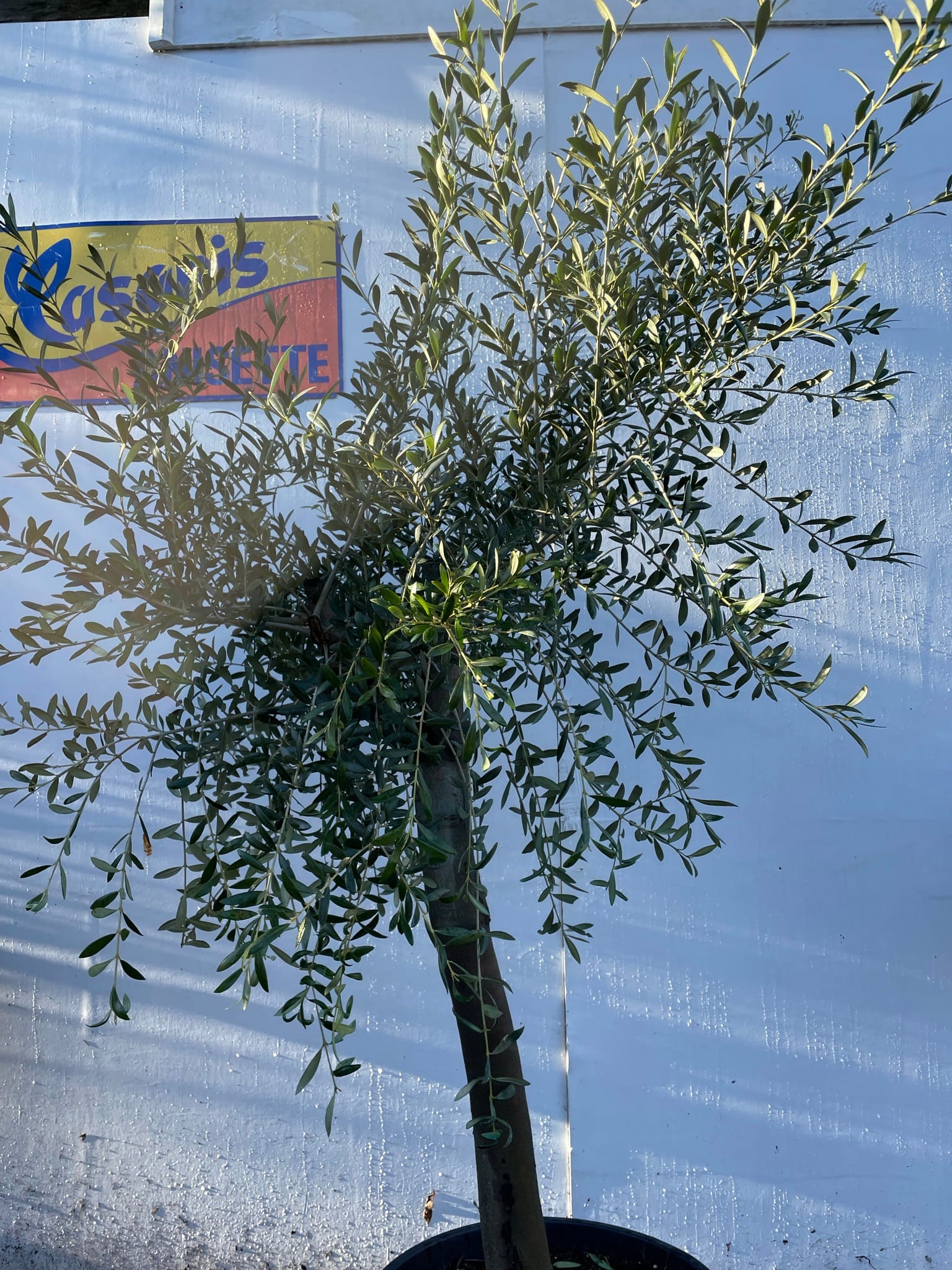 Courtyard Olive tree