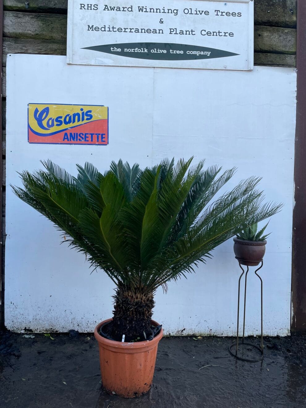 Japanese Sago Palm - The Norfolk Olive Tree Company